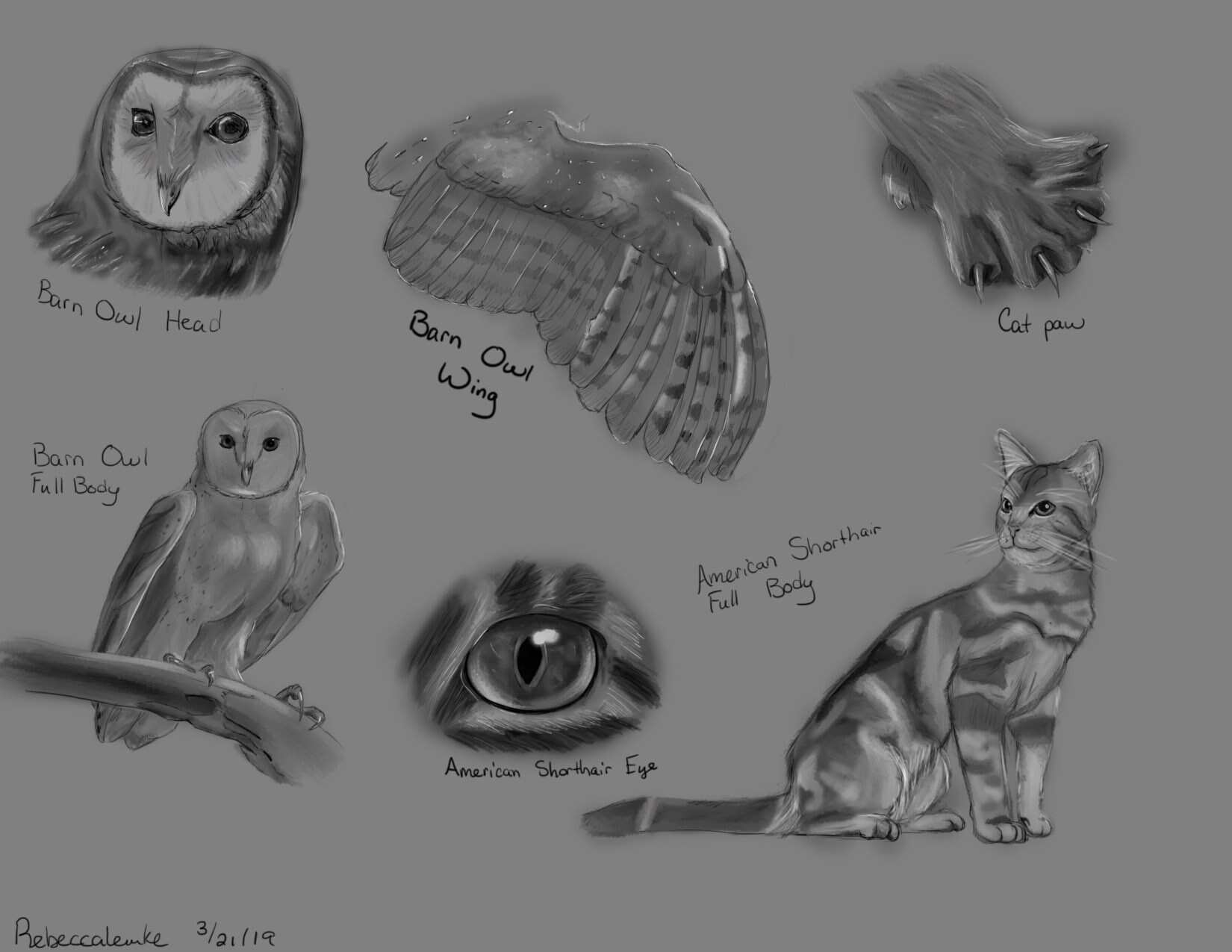 how to draw cat owl