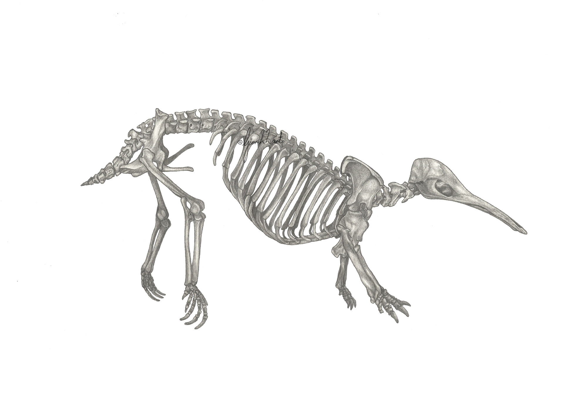 Echidna Skeleton
