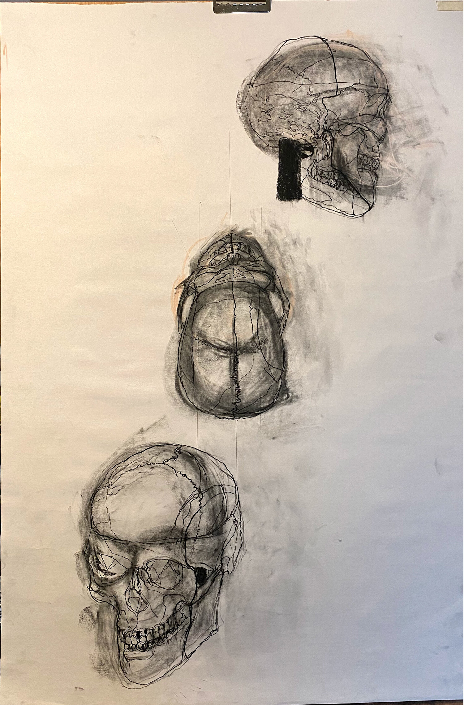 ArtStation - Skull Perspective Study