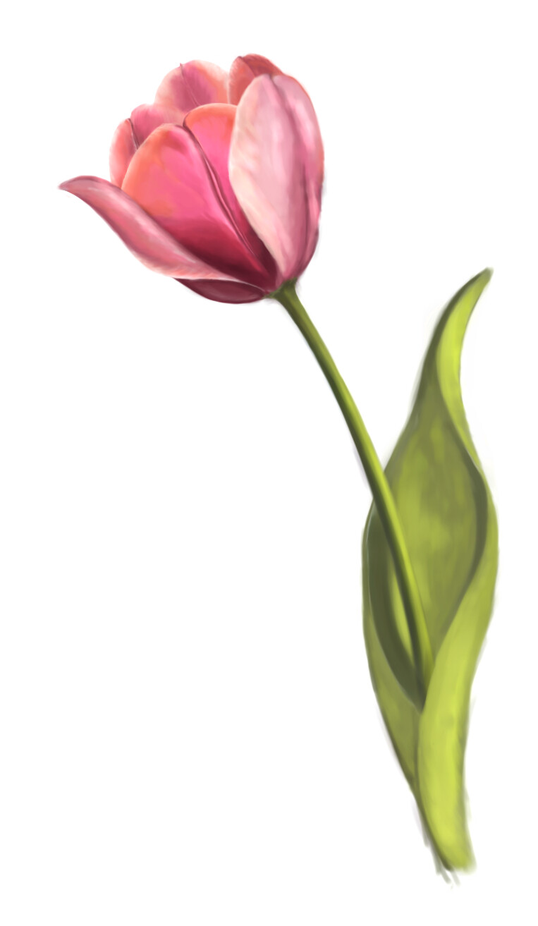 ArtStation - tulip study
