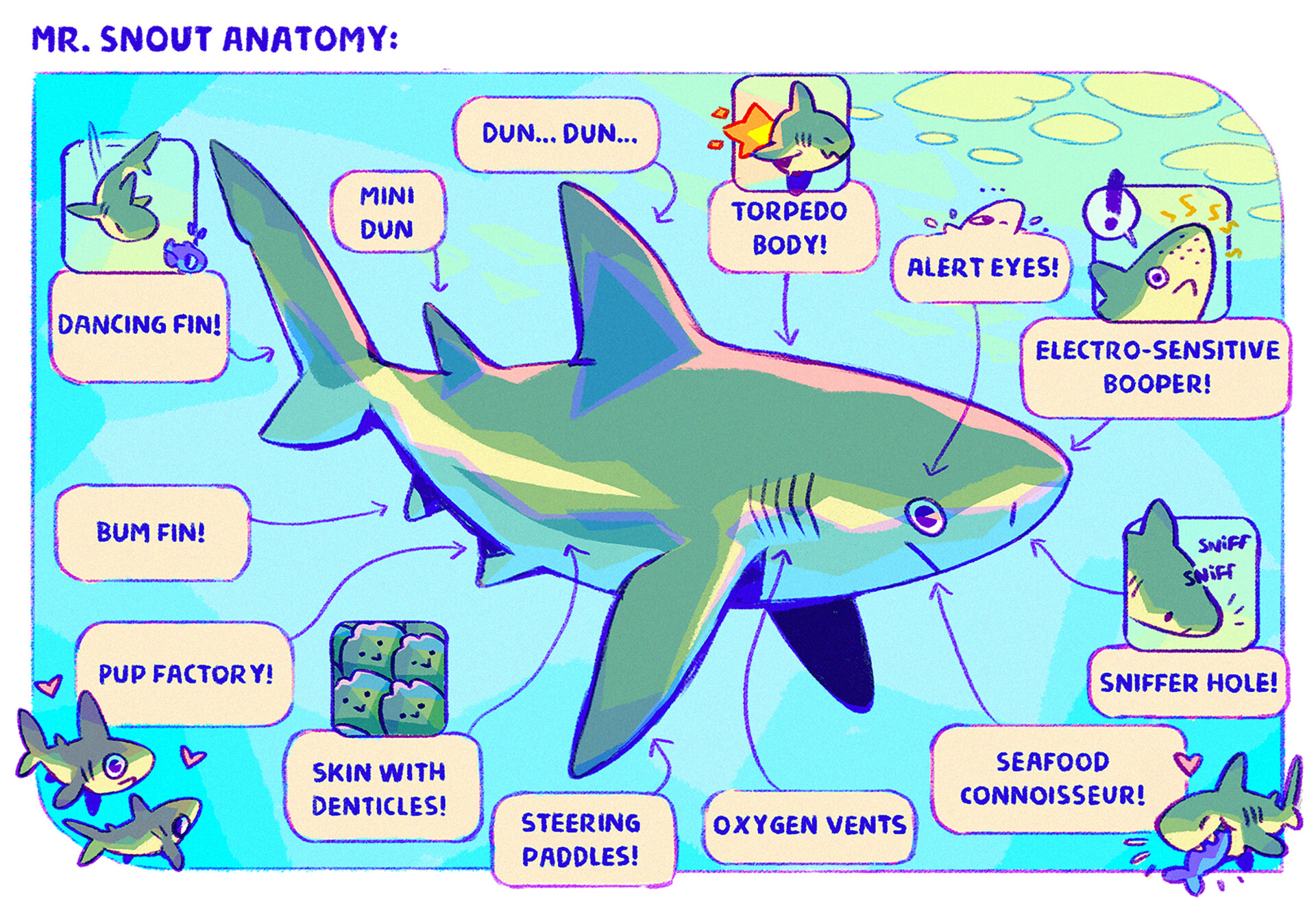 Shark Anatomy