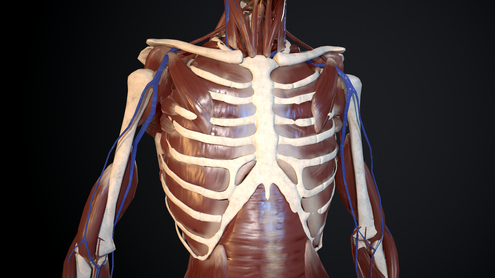SmartTek Solutions - Animated Full Human Body Anatomy