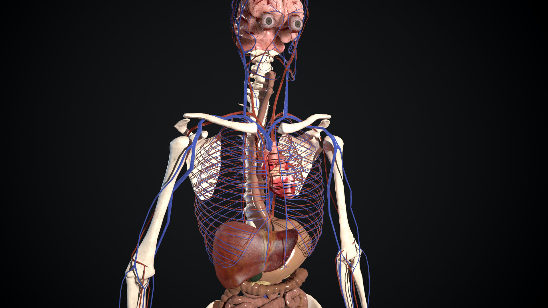 SmartTek Solutions - Animated Full Human Body Anatomy