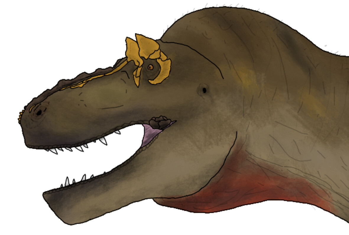 t rex head side view