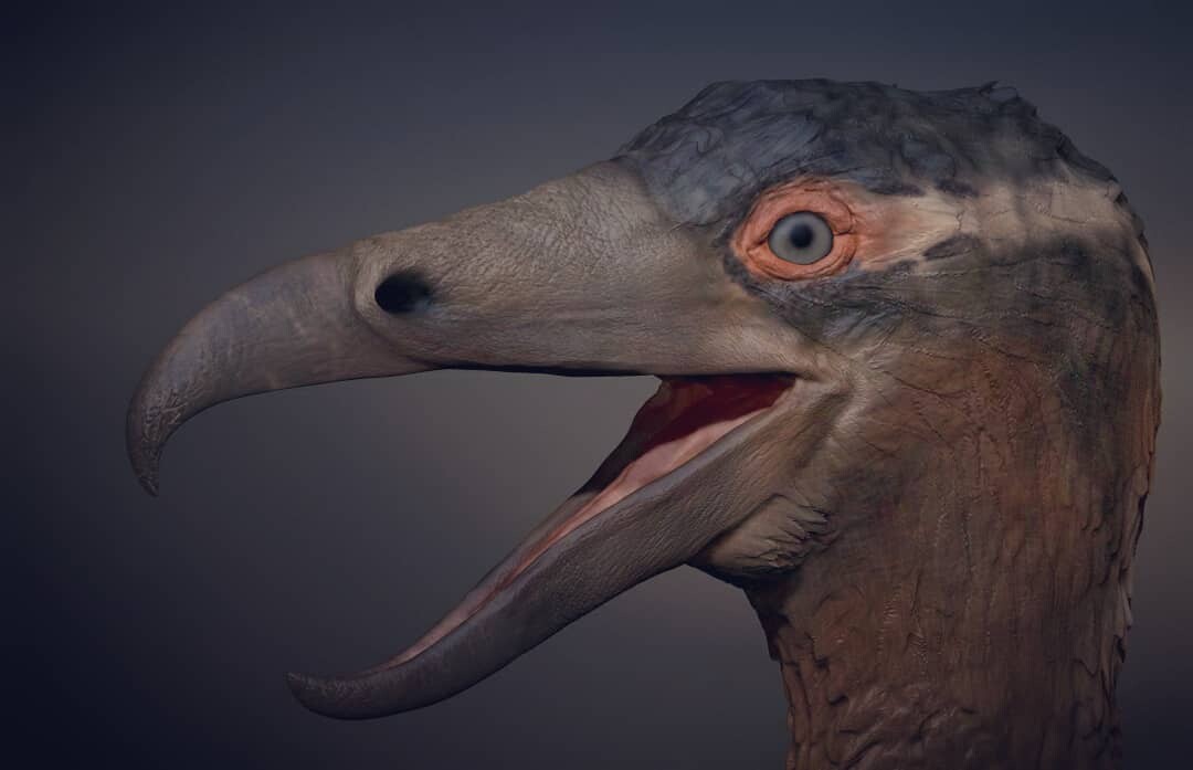 petr menshikov (looking for job) - 3d model of Paracrax antiqus