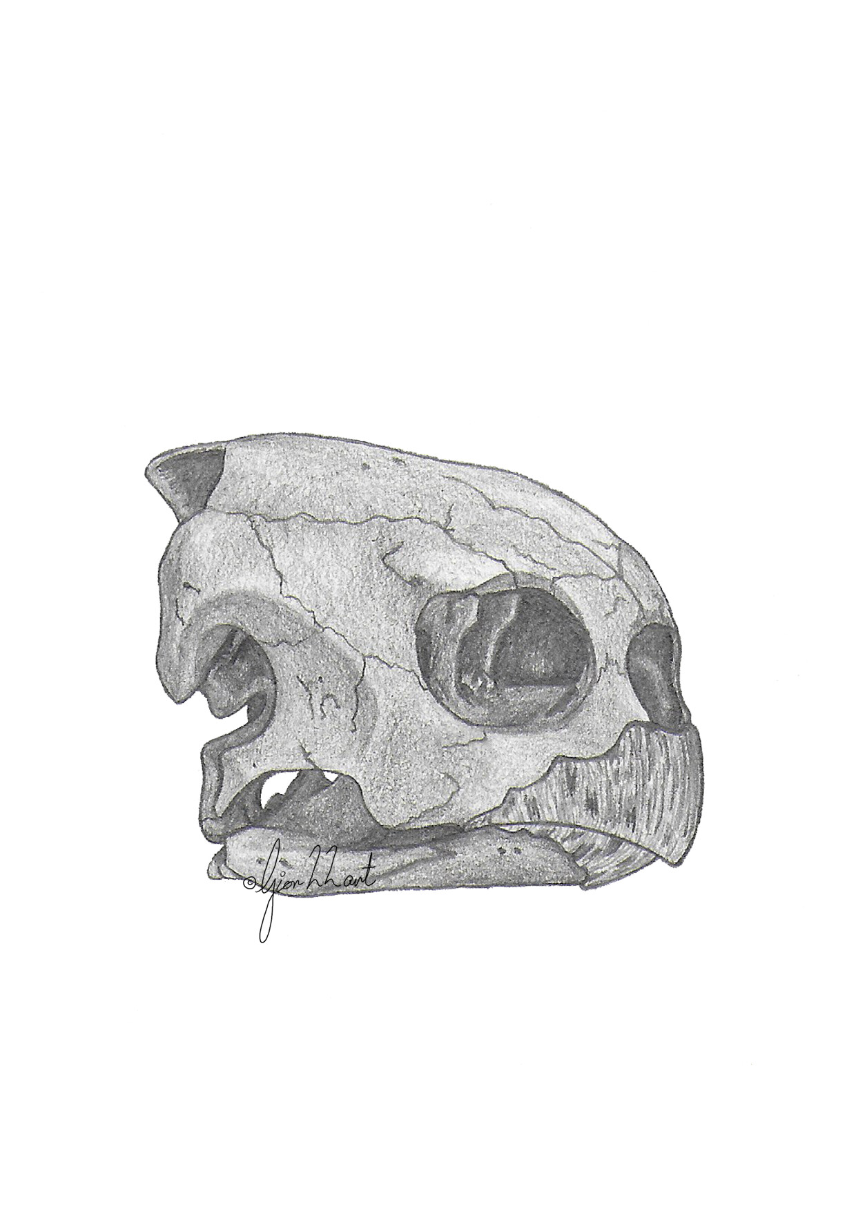 Sea Turtle Skull