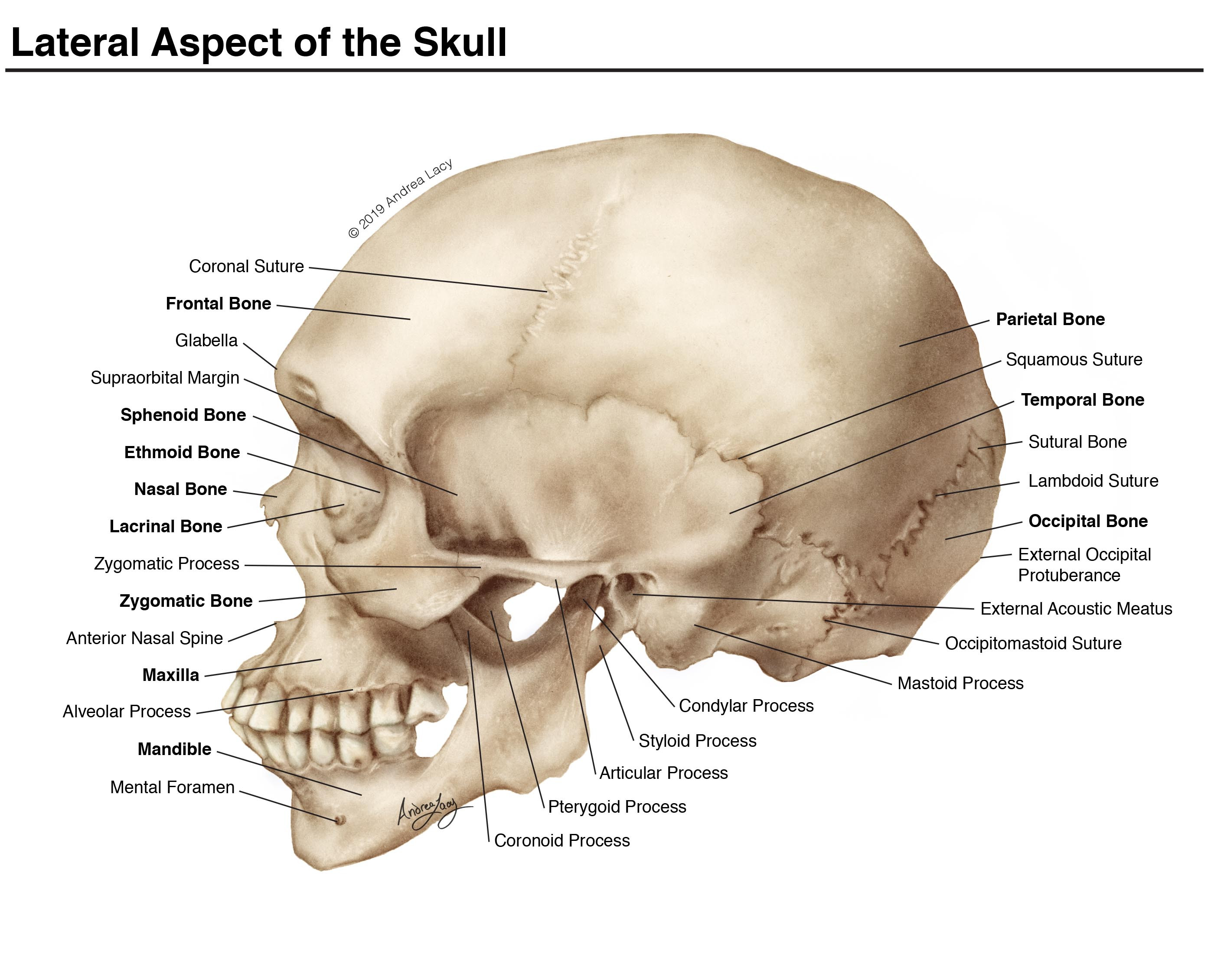 Andrea Lacy biomedical illustration - Lateral Aspect of the Skull