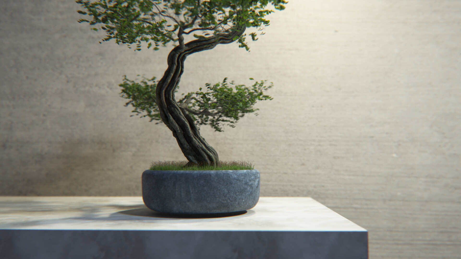 ArtStation - Bonsai growth (animation 3d)