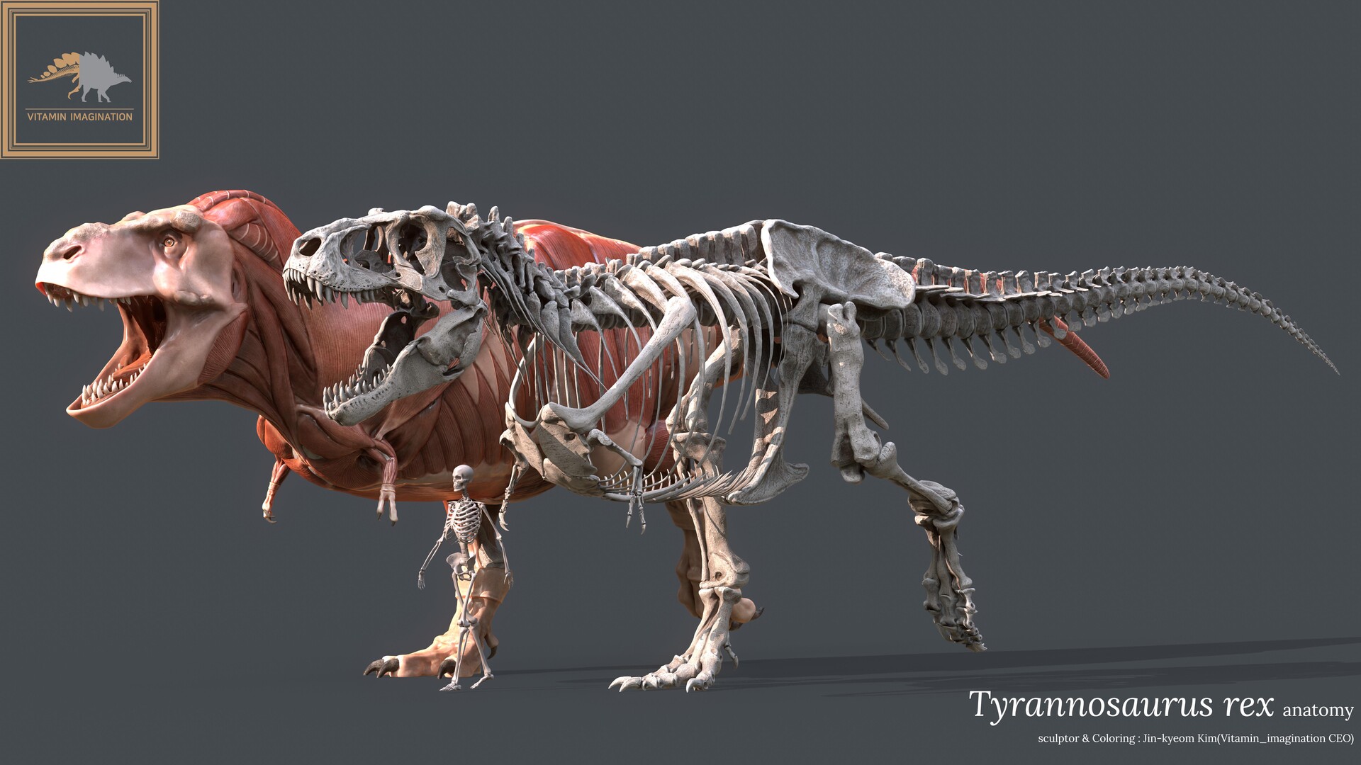 Vitamin Imagination - Tyrannosaurus Rex Anatomy