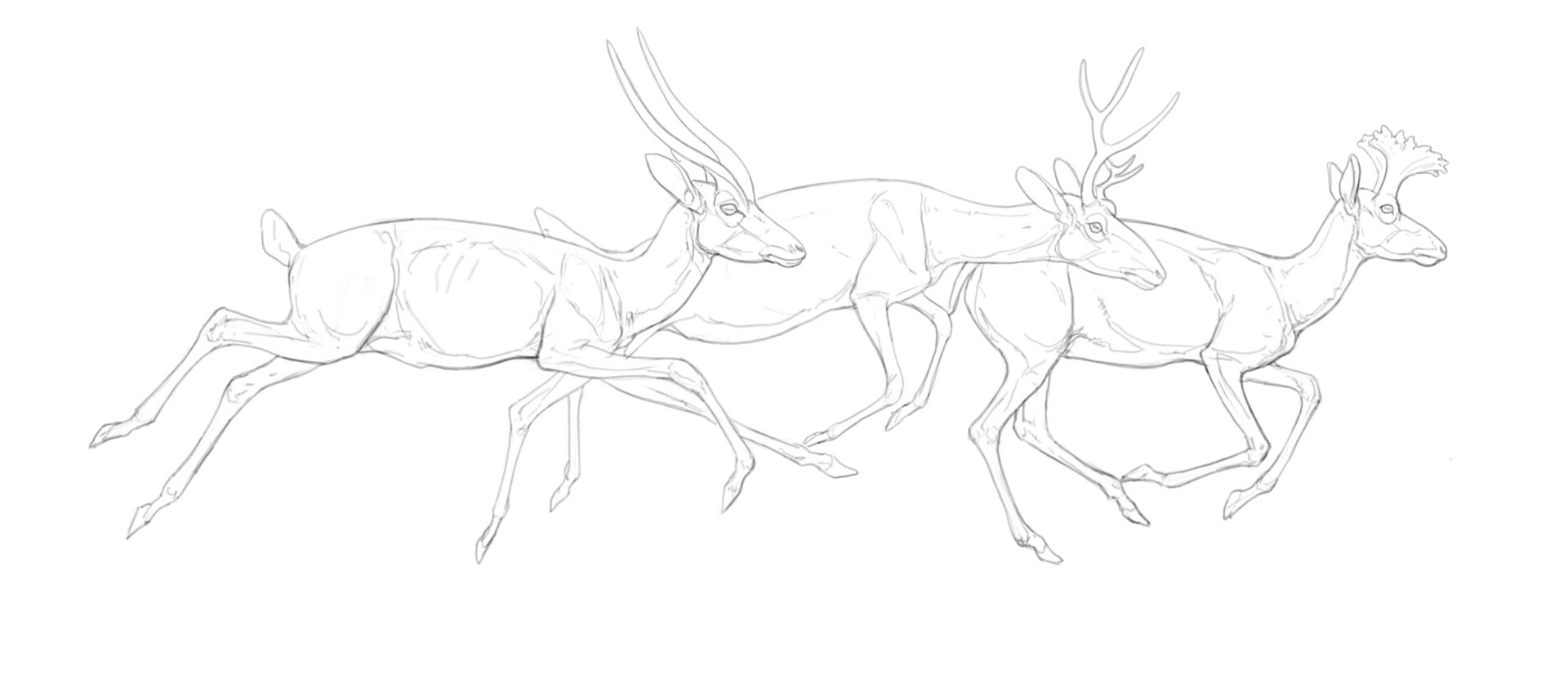 Ville Sinkkonen - endless ungulates part I