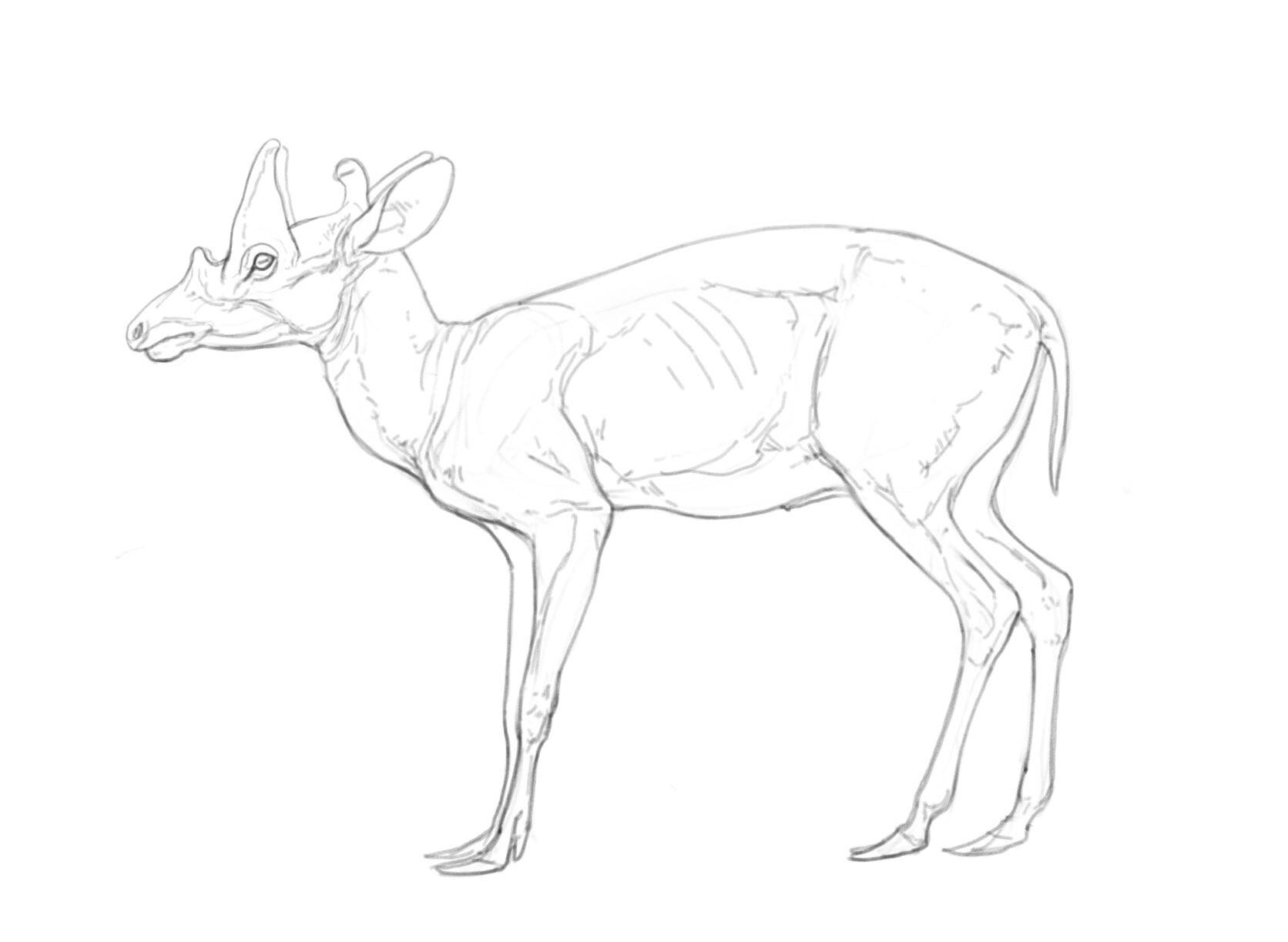 Ville Sinkkonen - endless ungulates part I