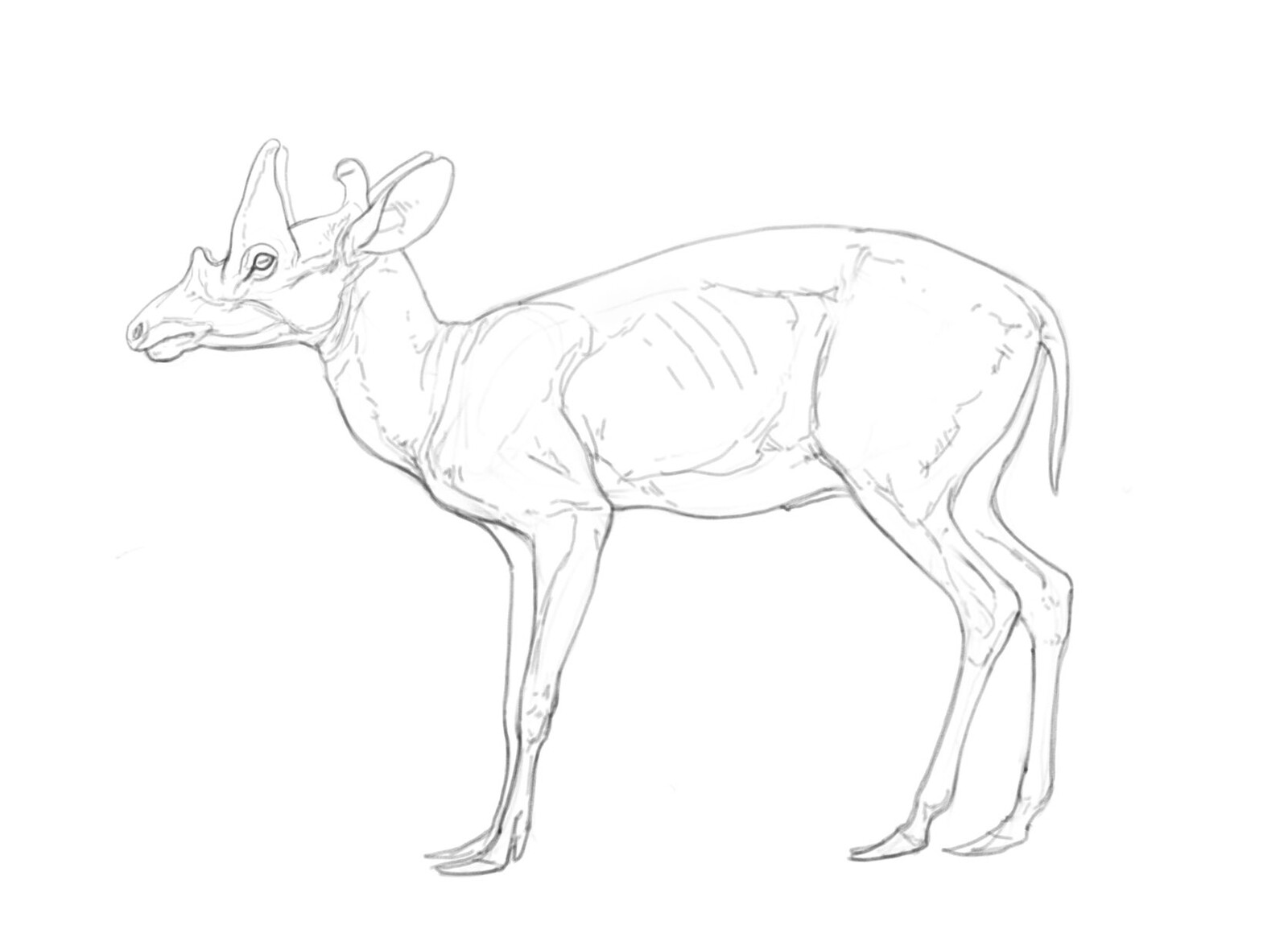 Ville Sinkkonen - endless ungulates part I