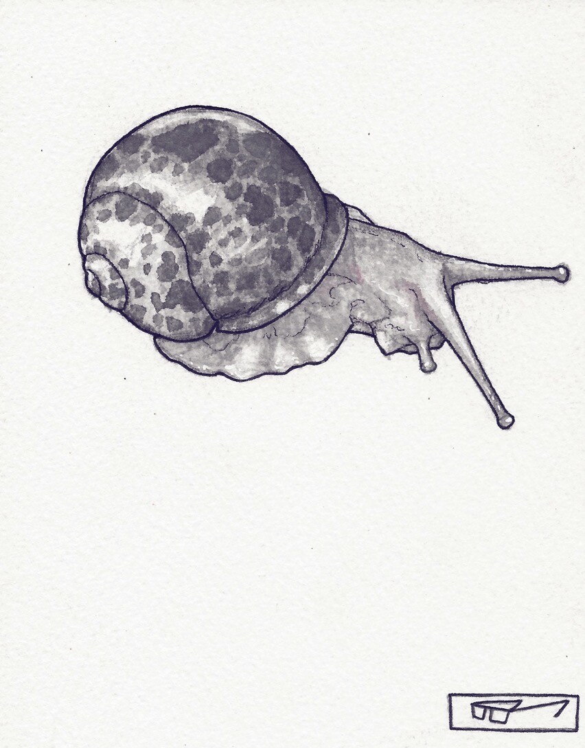 ArtStation - Escargot
