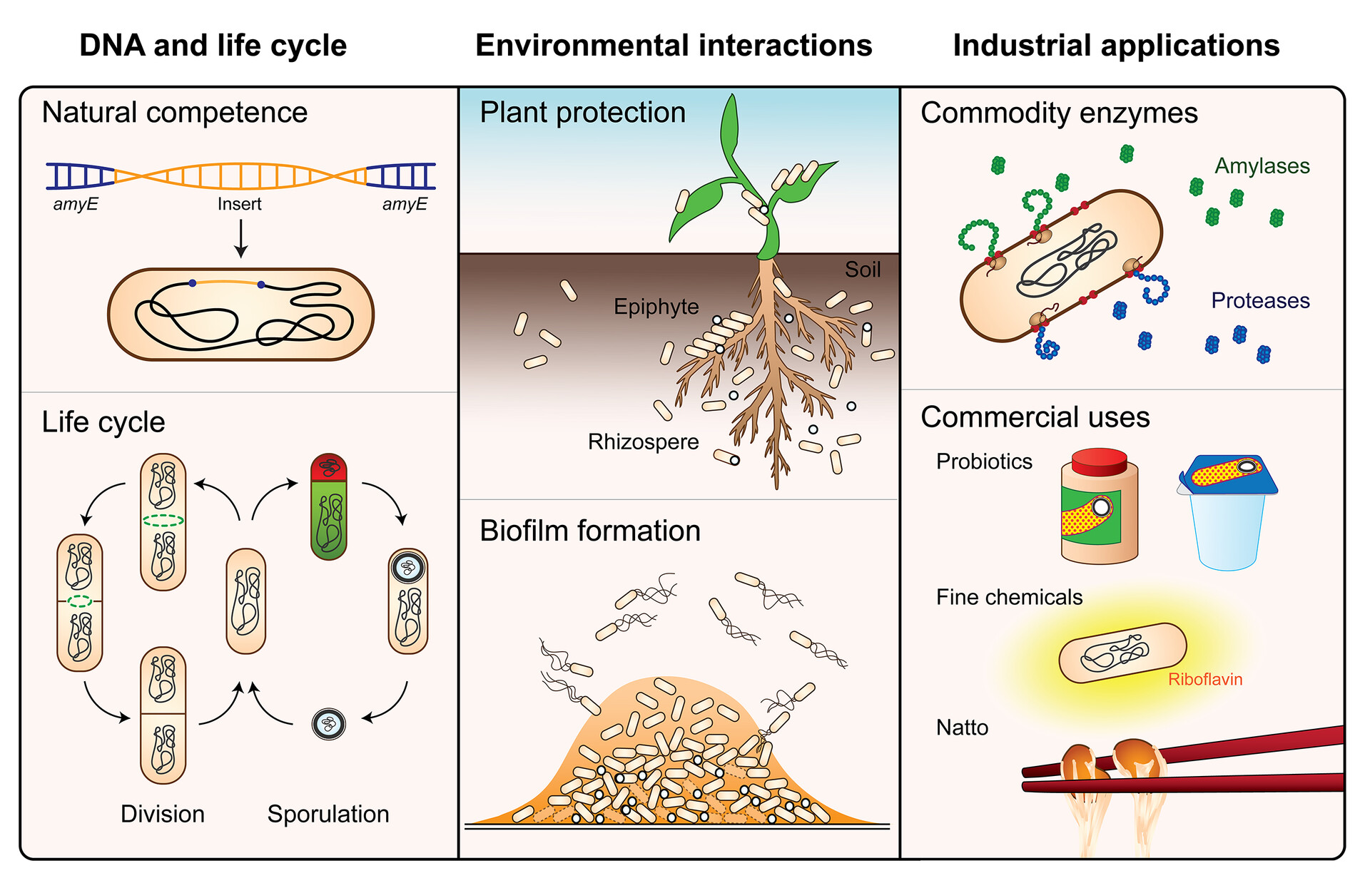 ArtStation - Graphical abstract - Microbe Profile: Bacillus subtilis