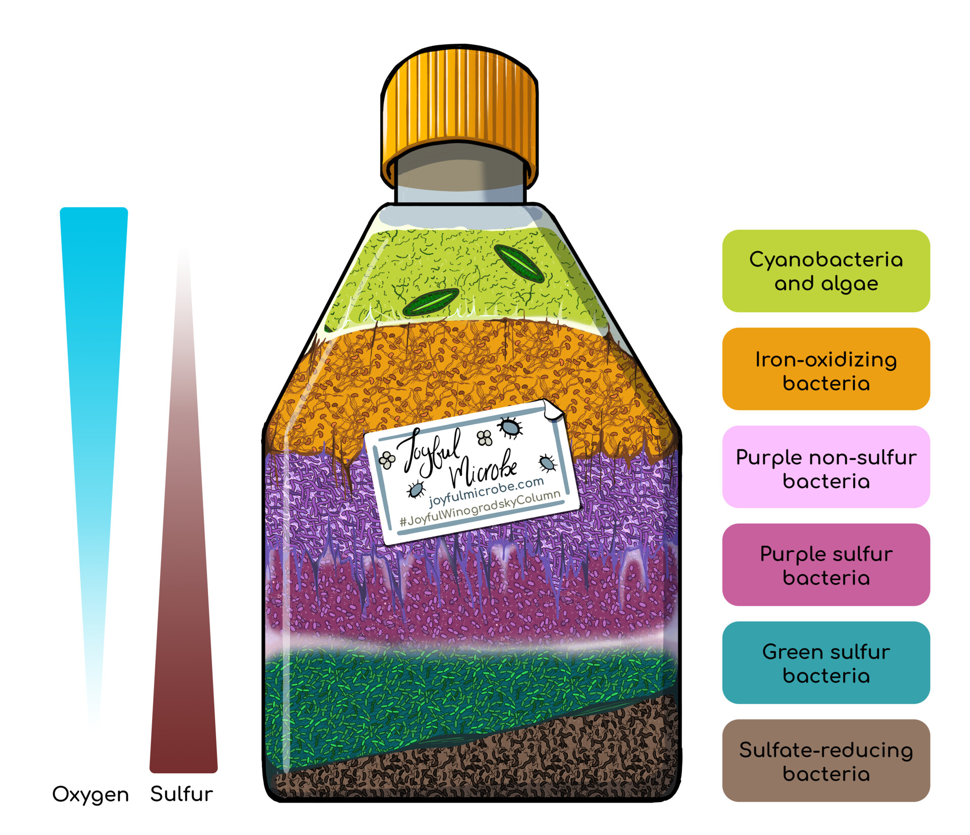 Lizah van der Aart - Winogradsky column - joyful microbe