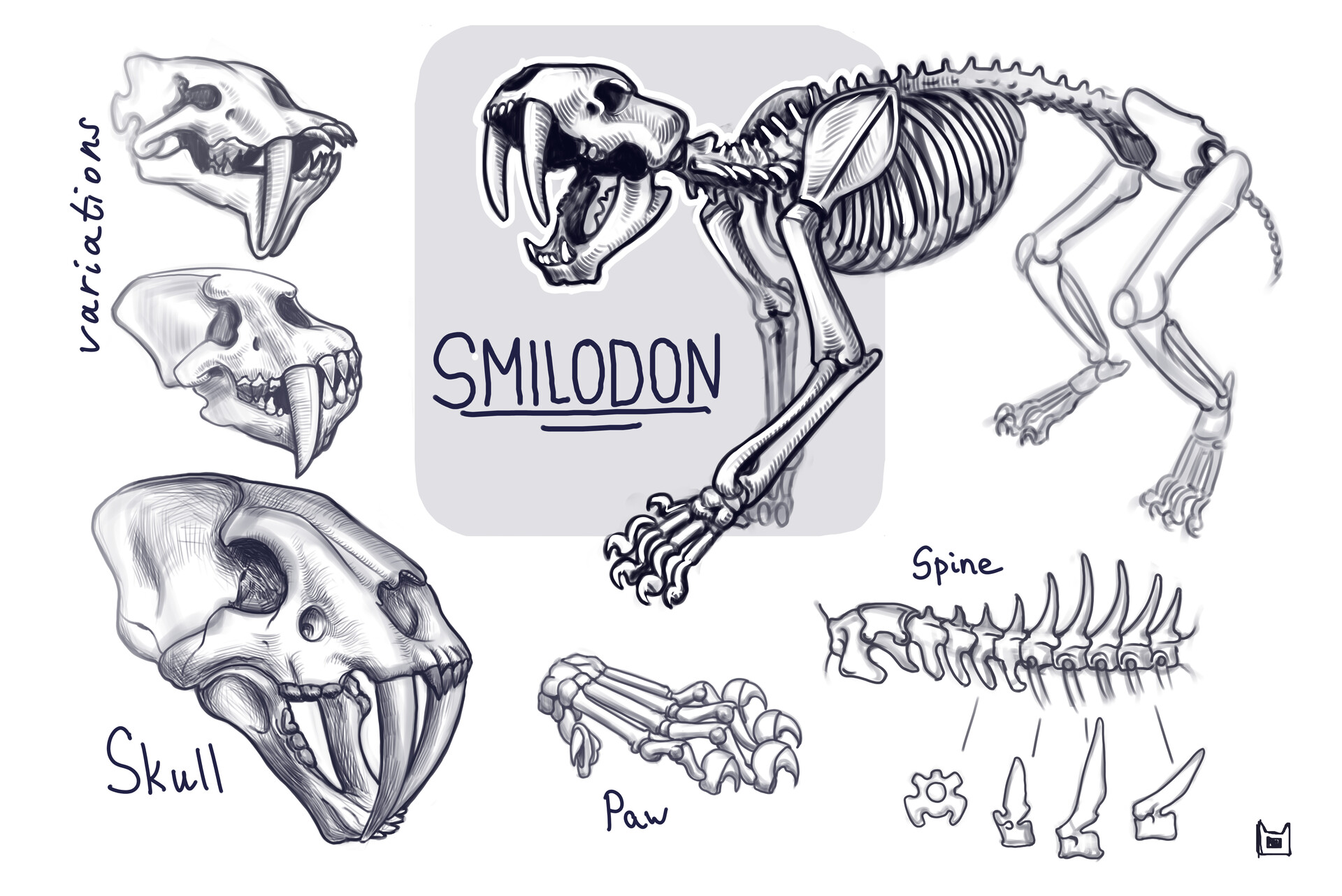 smilodon skeleton drawing