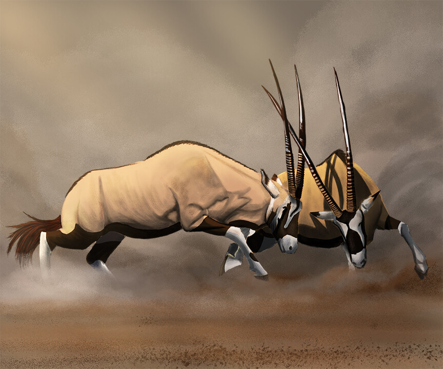 gemsbok fighting