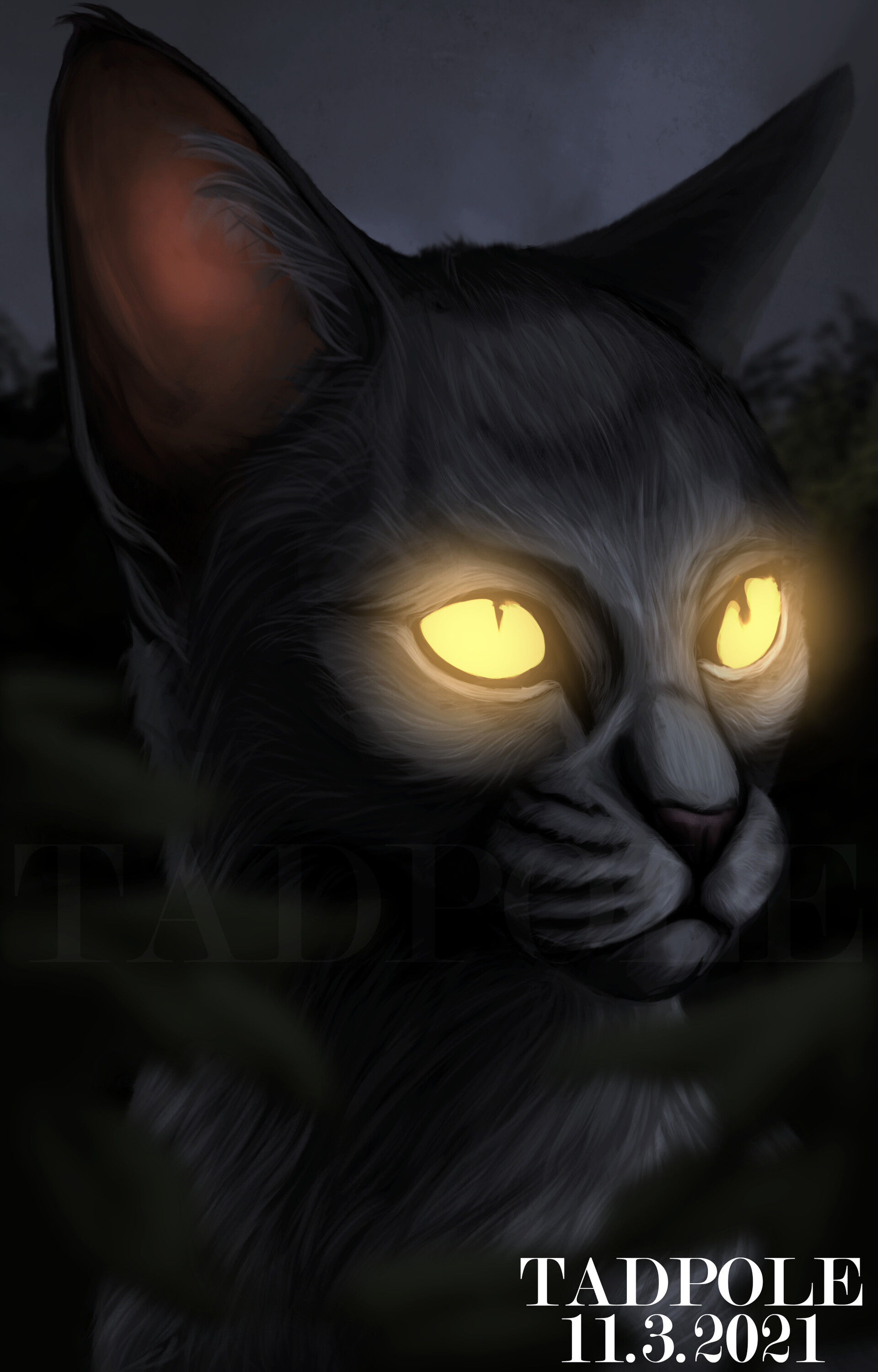 Warrior Cats Tadpole