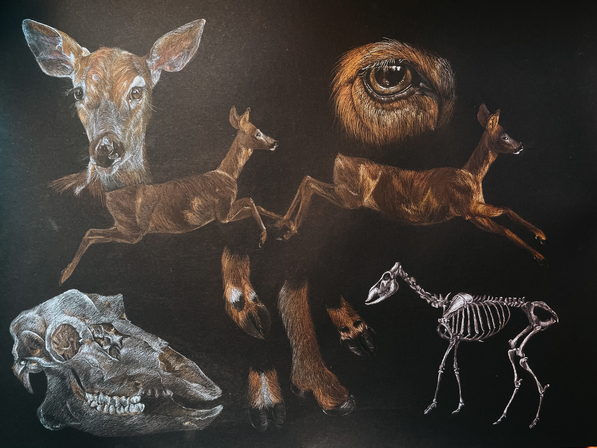 ArtStation - Deer study