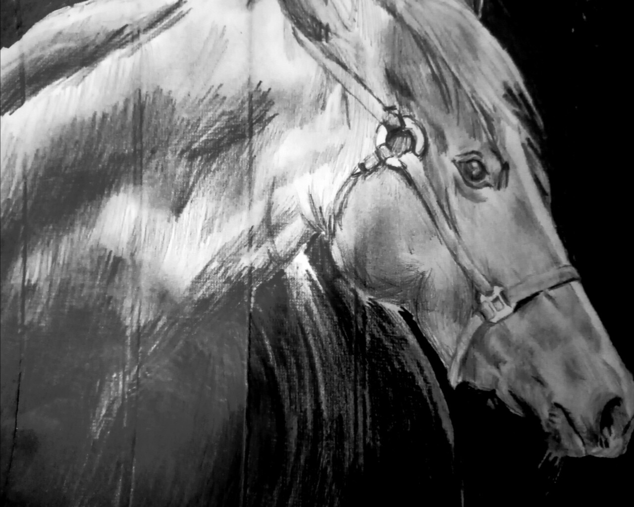 ArtStation - Horse pencil drawing