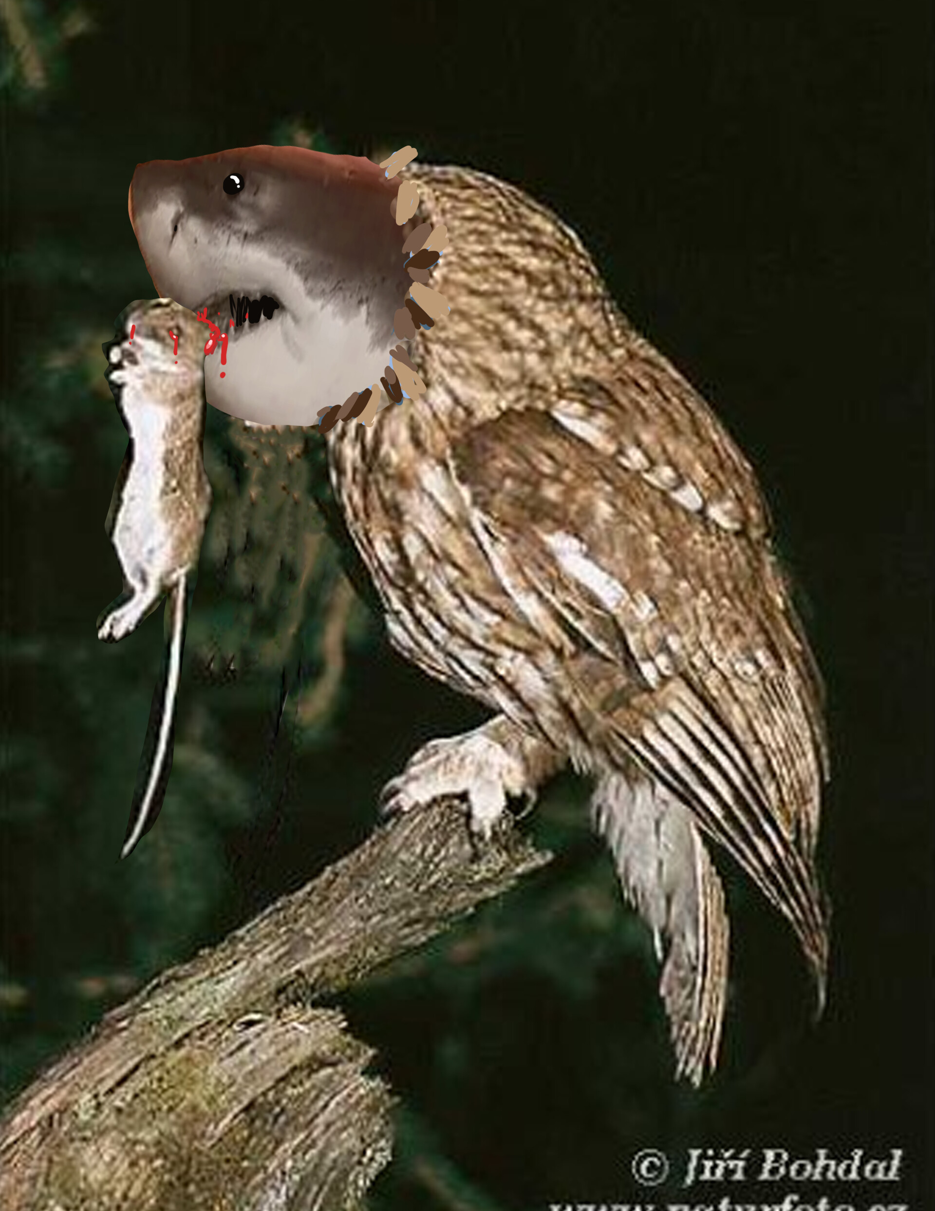 Photoshopped Animals