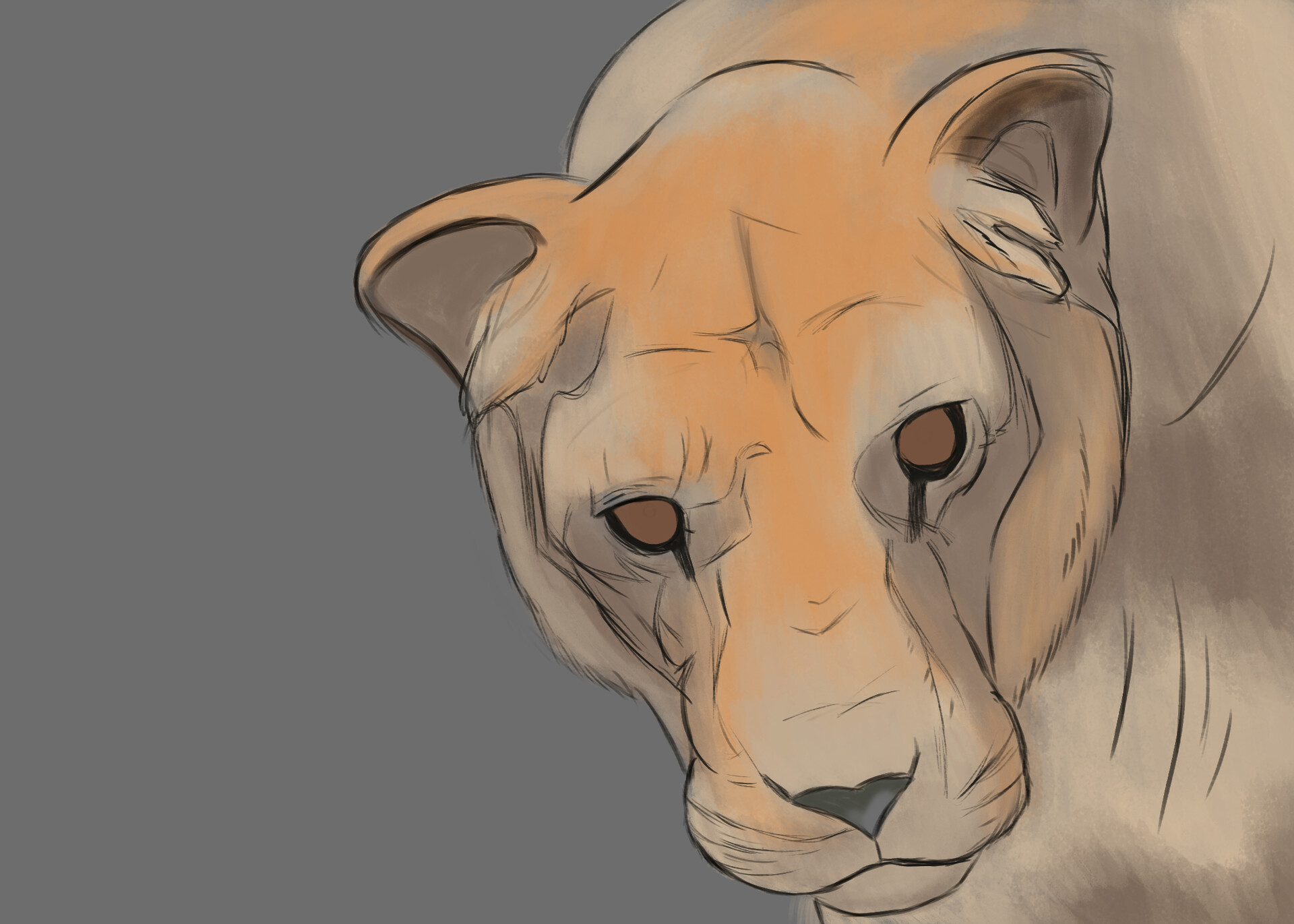 lioness drawing easy with colour