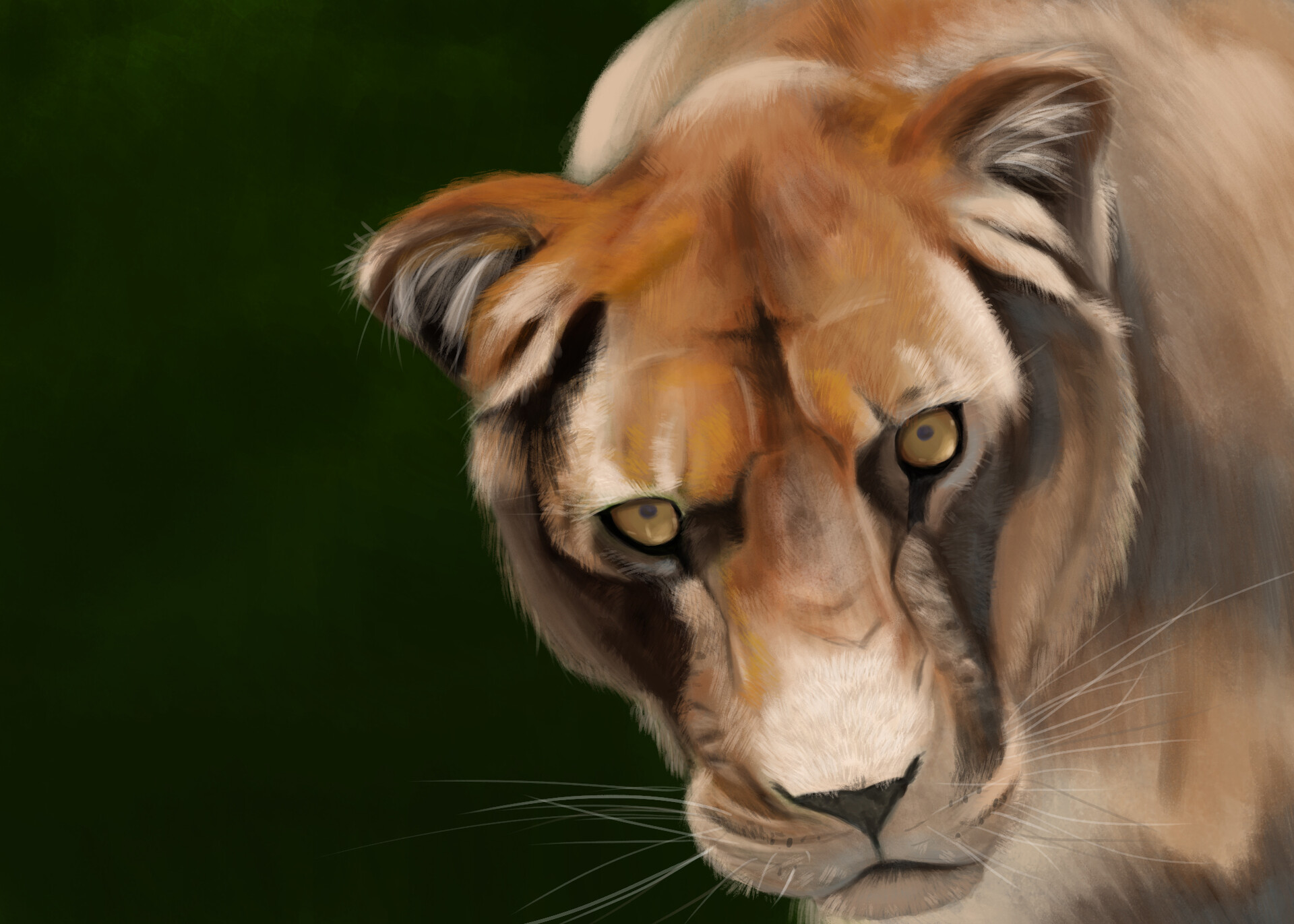 lioness drawing easy with colour