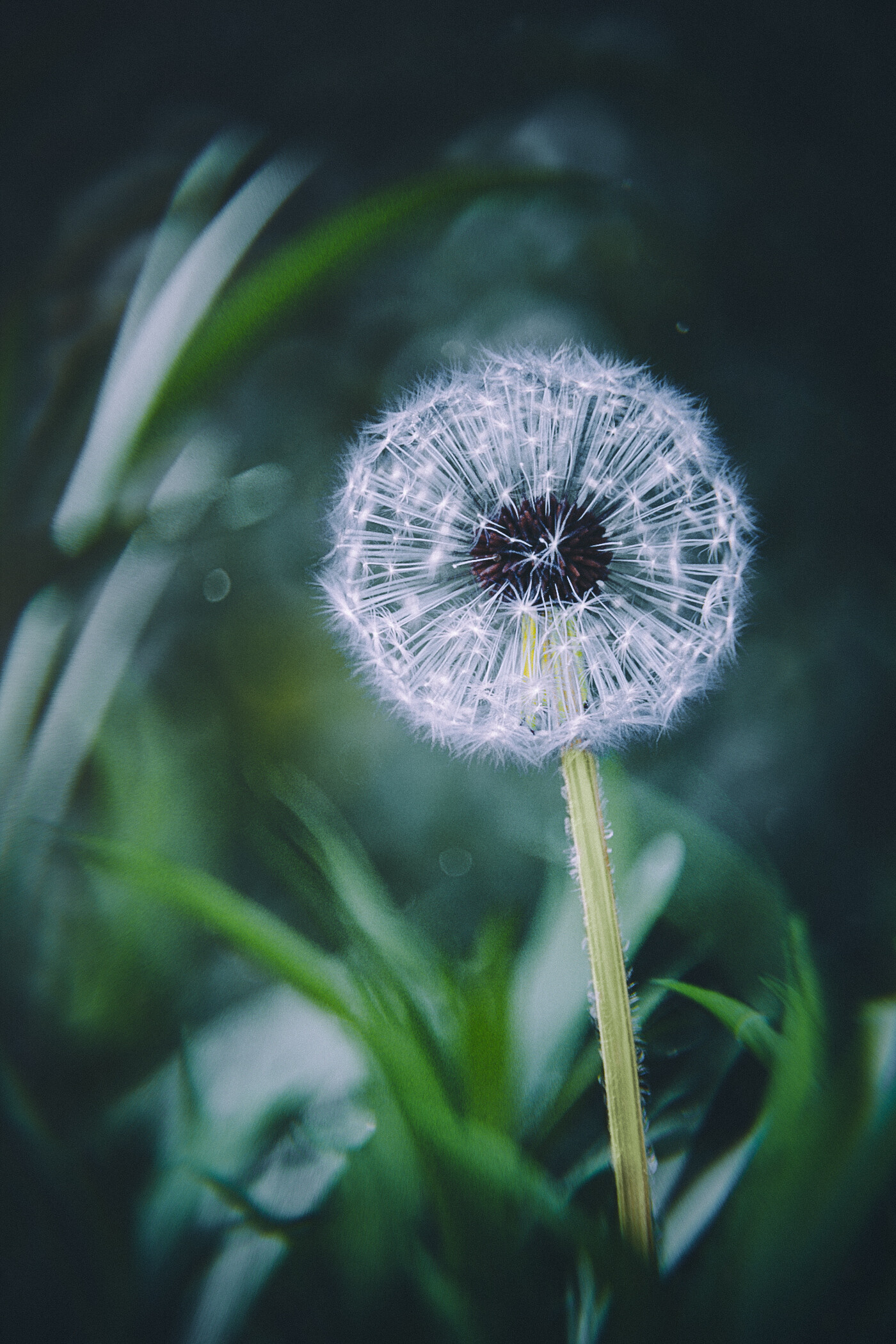 ArtStation - Dandelion macro