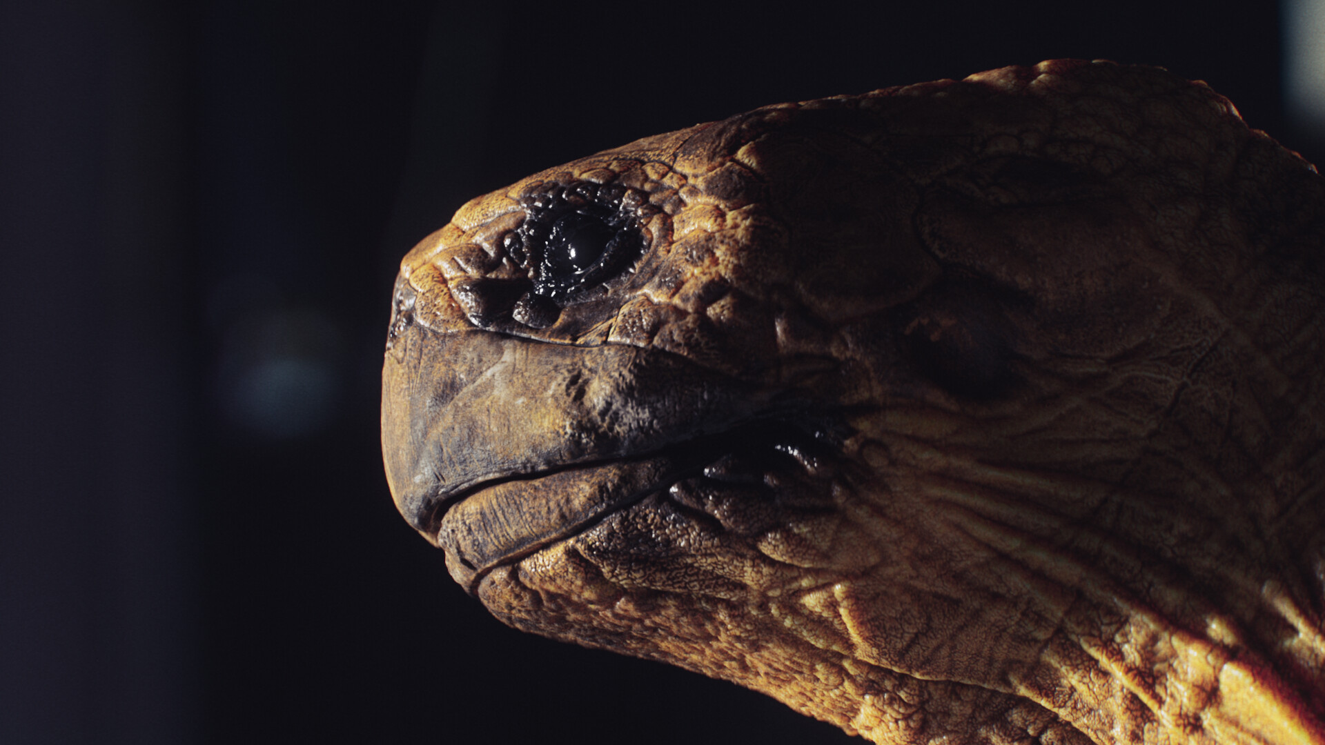 ArtStation - Tortoise Head