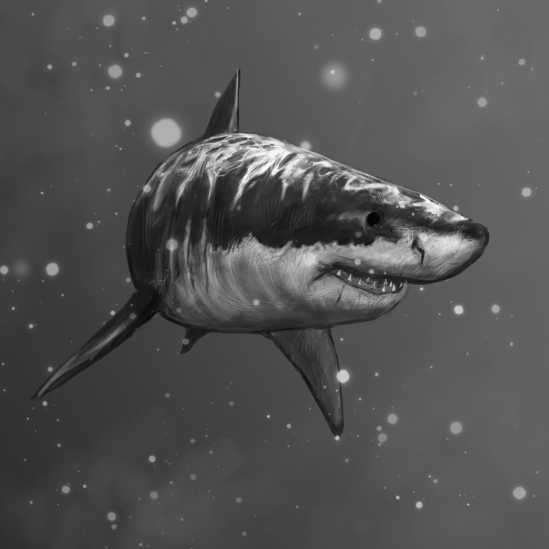 ArtStation - Shark study #2