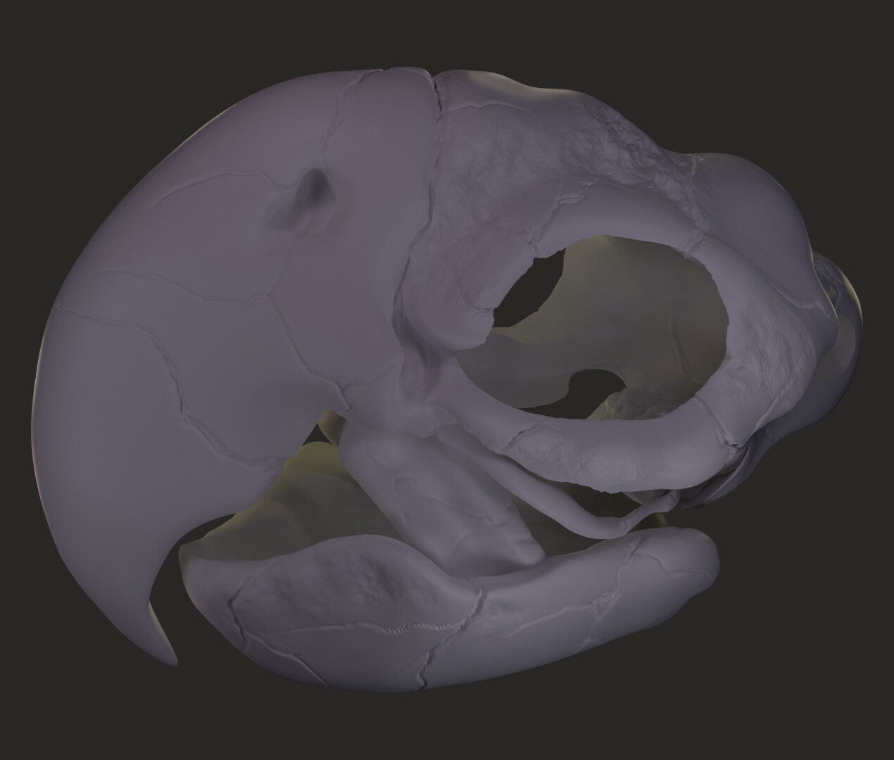 ArtStation - Macaw skull