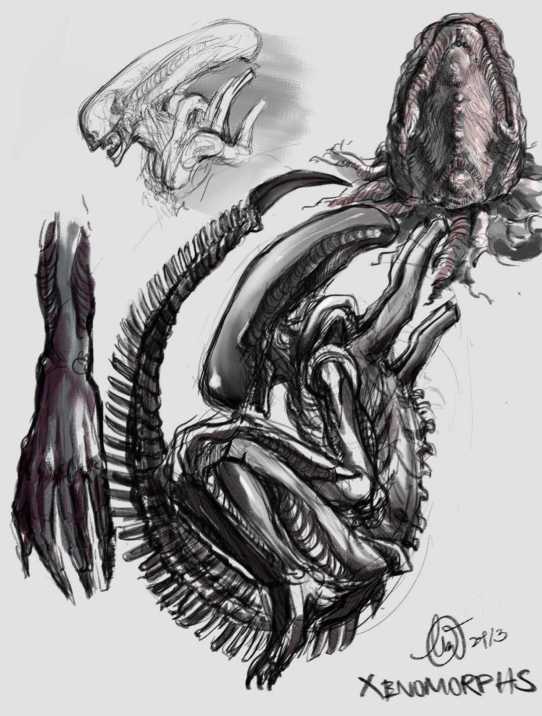 ArtStation - Xenomorph Study