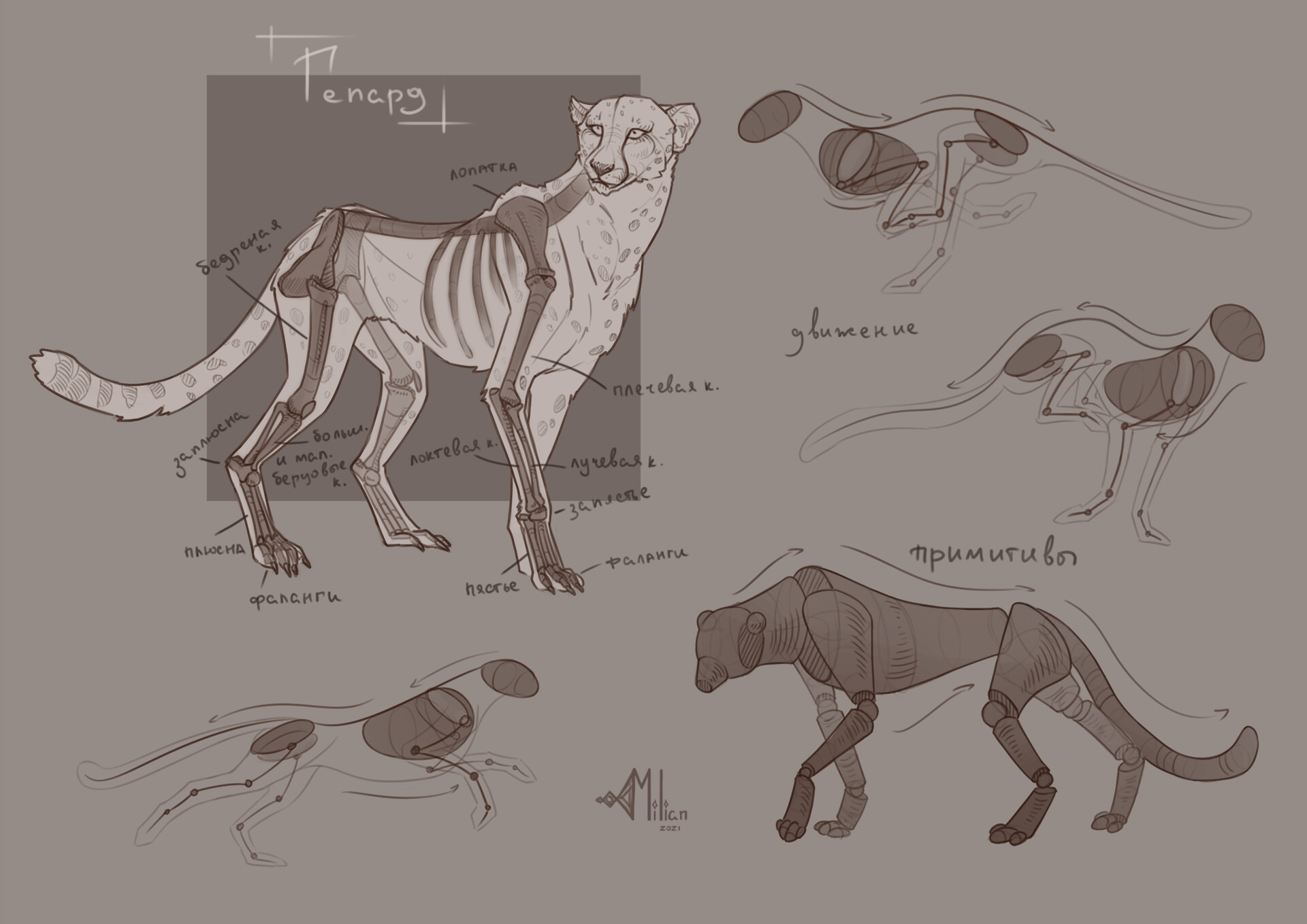 ArtStation - Sketch of a Cheetah