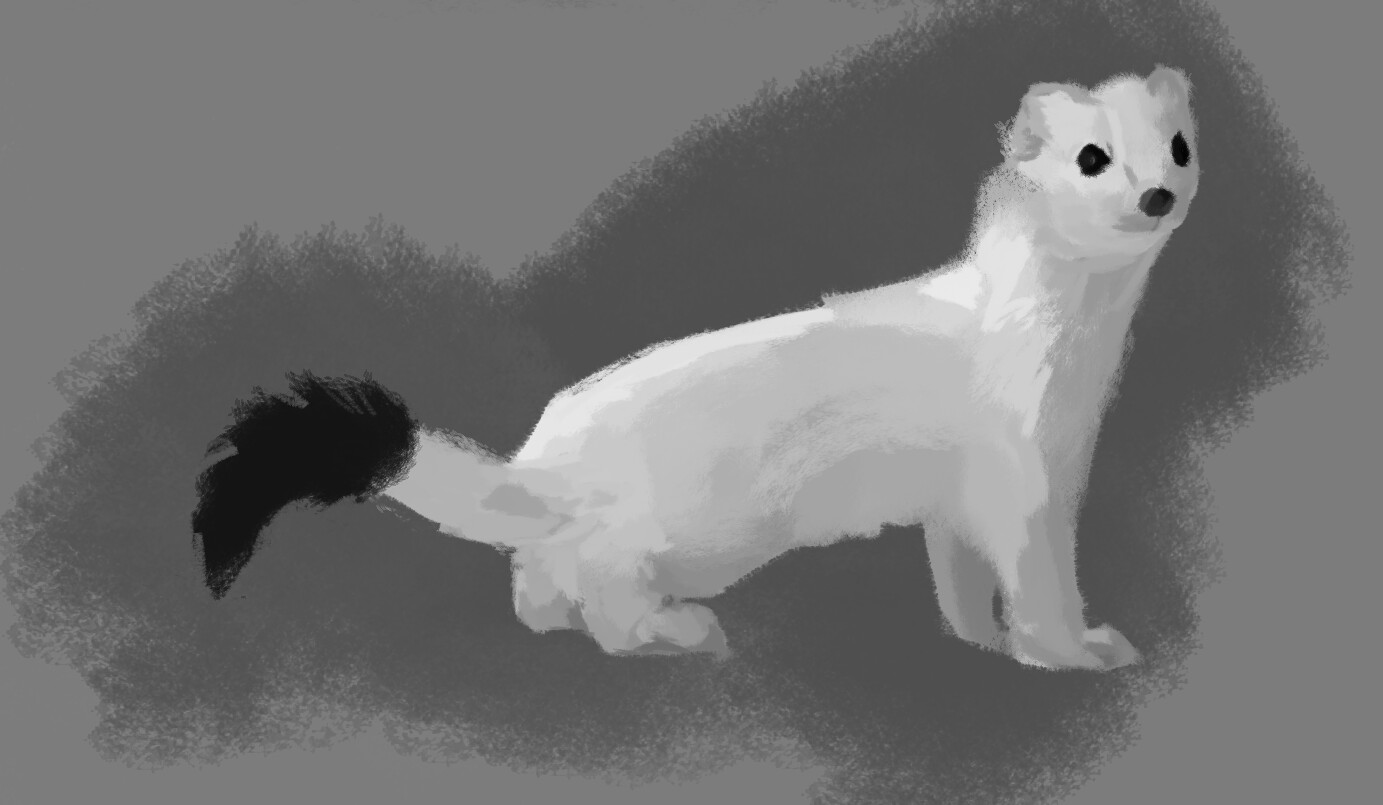 ArtStation - Ermine Studies