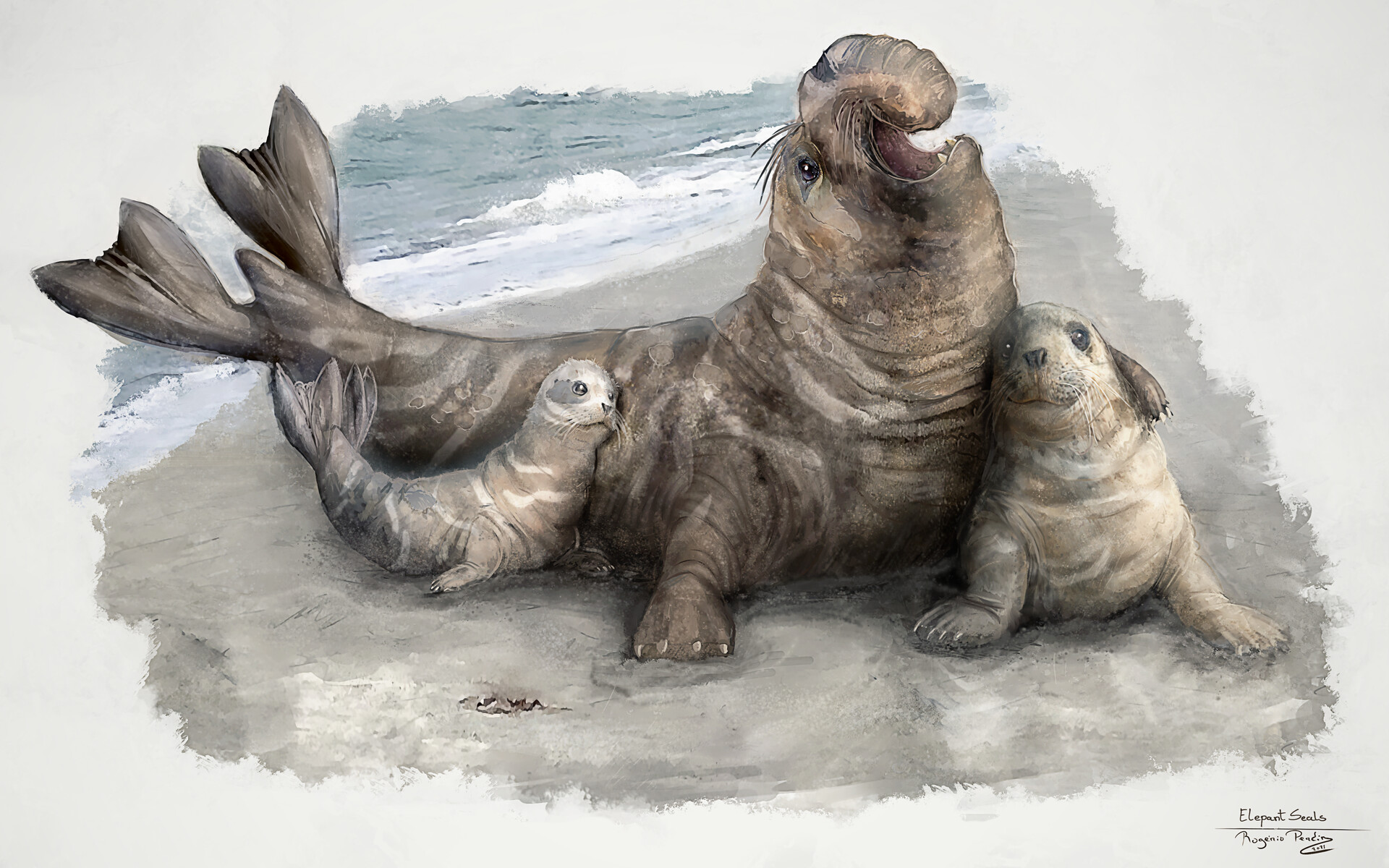 Elephant Seal Drawing