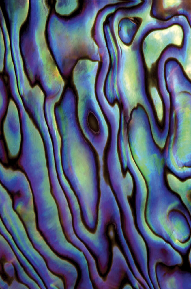 ArtStation - Abalone Dreams