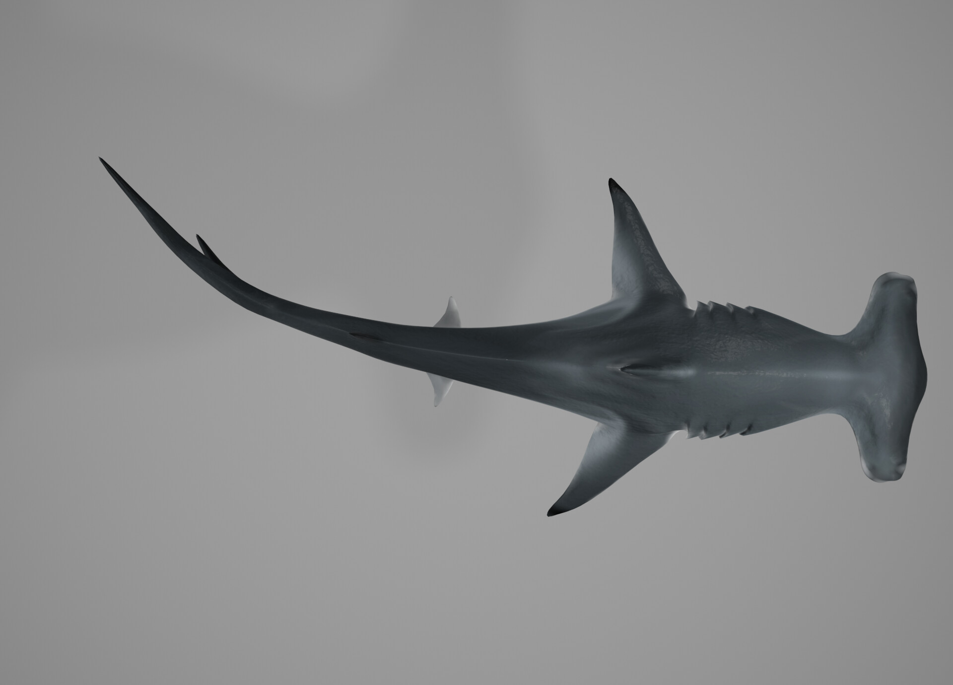 ArtStation - Hammerhead Shark