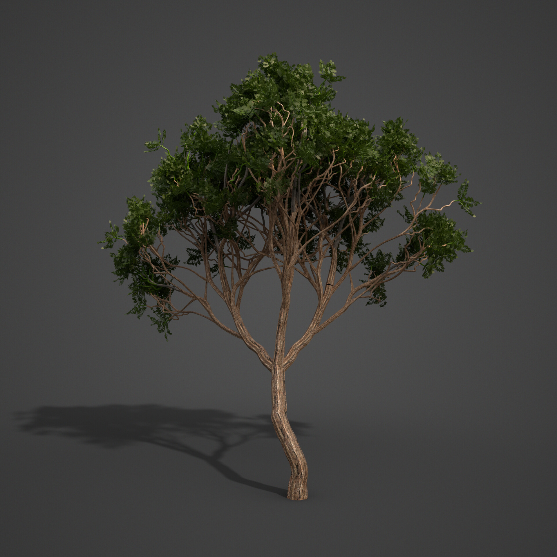 XFROG - 2021 PBR Chinaberry Collection - Melia Azedarach