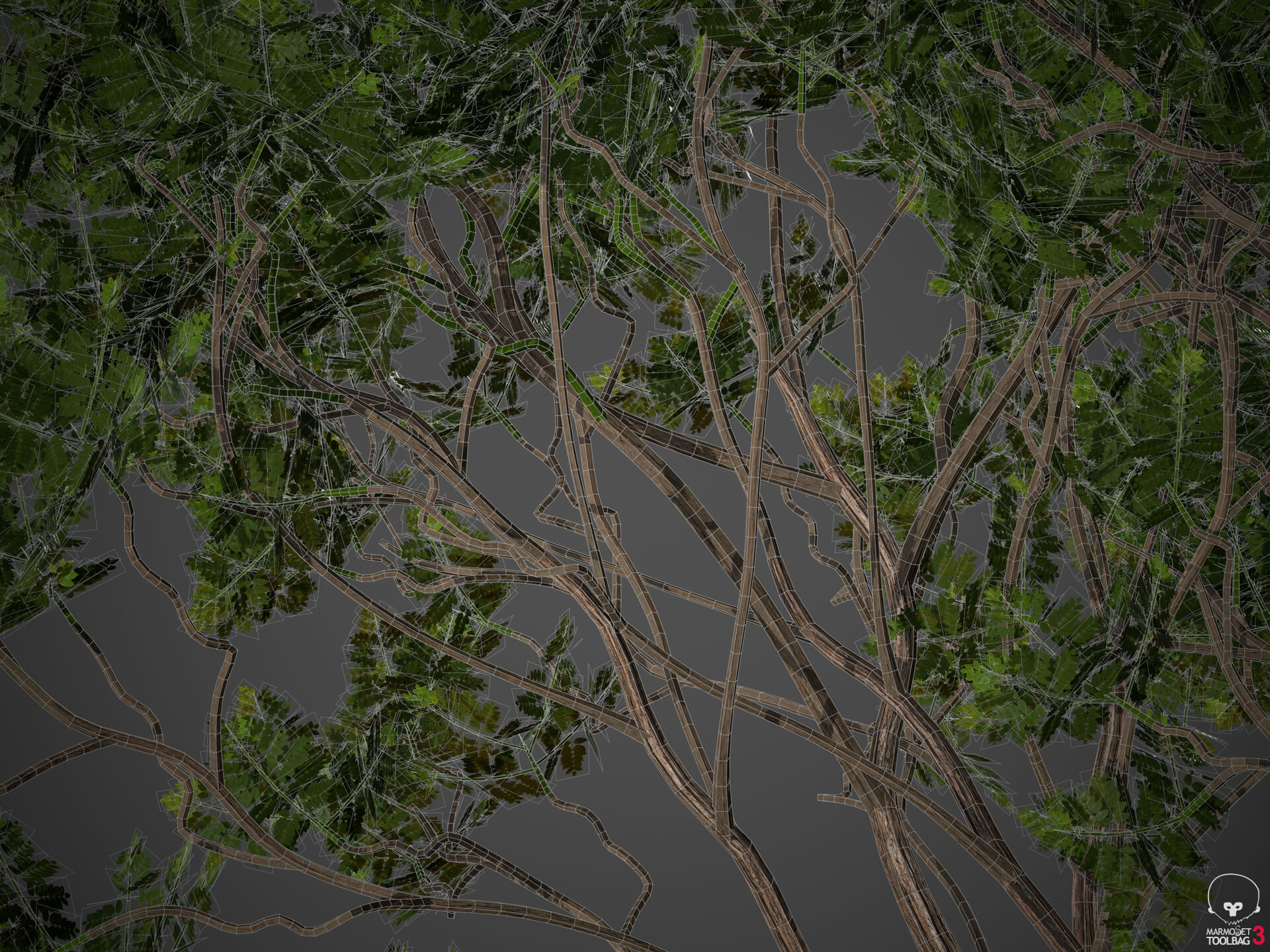 XFROG - 2021 PBR Chinaberry Collection - Melia Azedarach