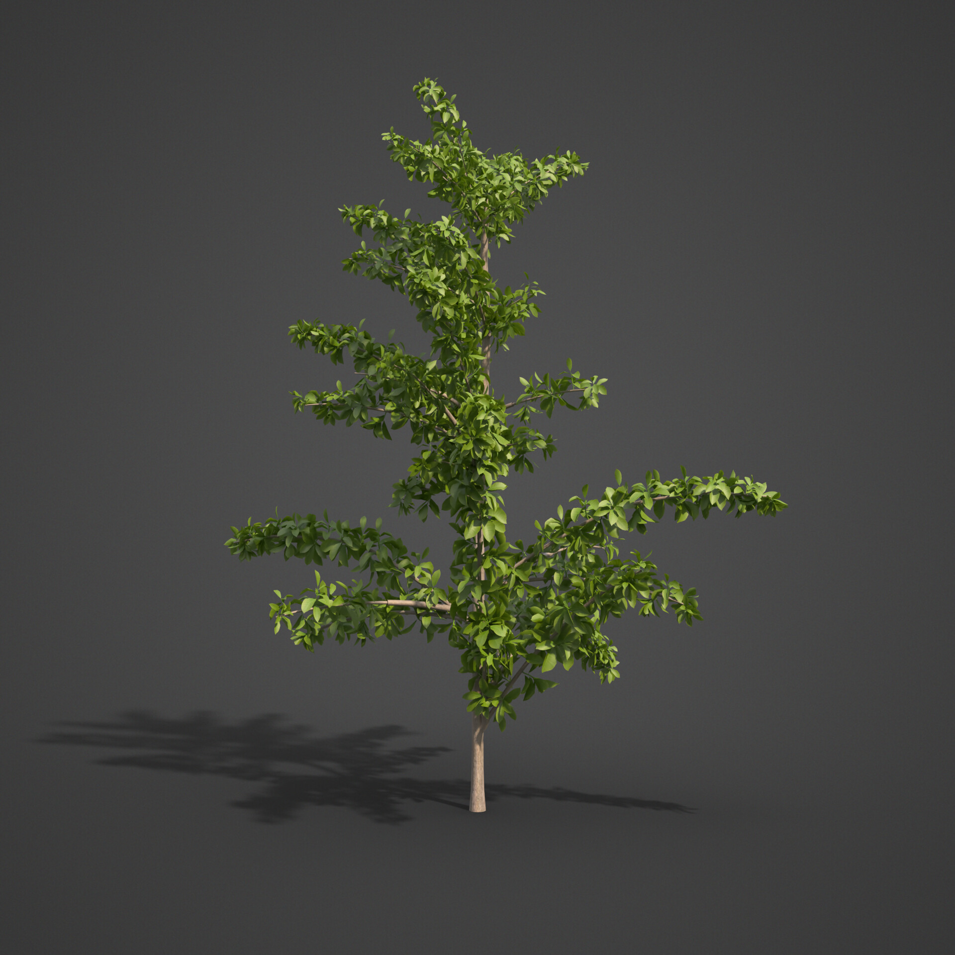 XFROG - 2021 PBR Tropical Almond Collection - Terminalia Catappa