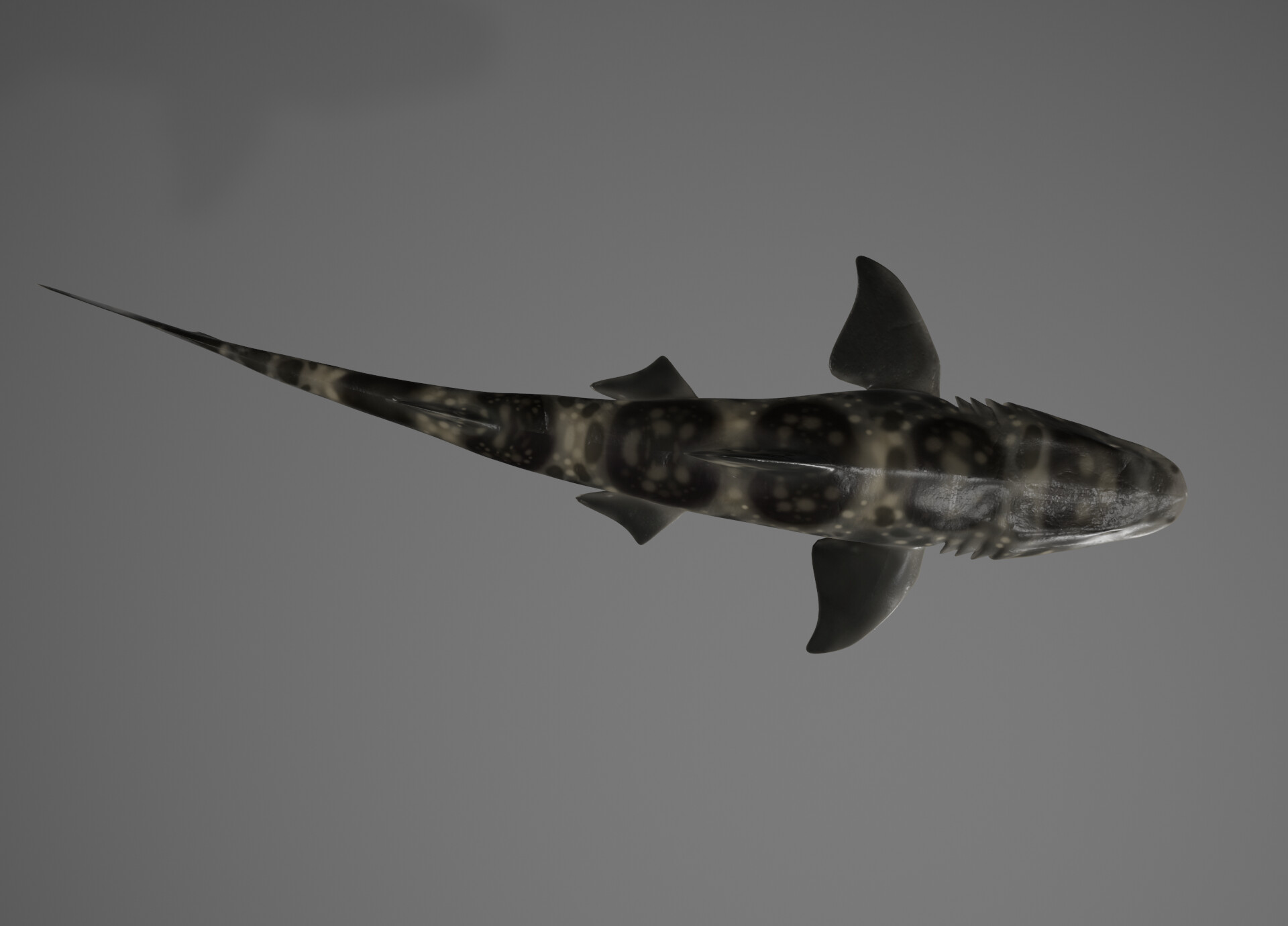 ArtStation - Bamboo Shark
