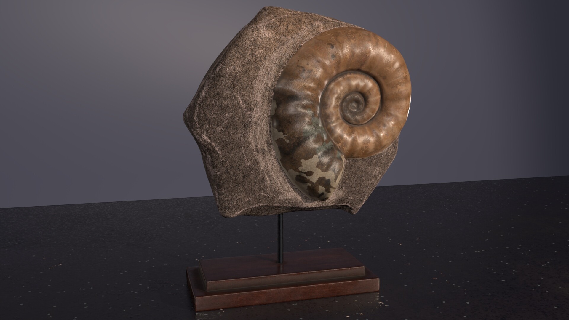 Jane Bransgrove - Ammonite Fossil