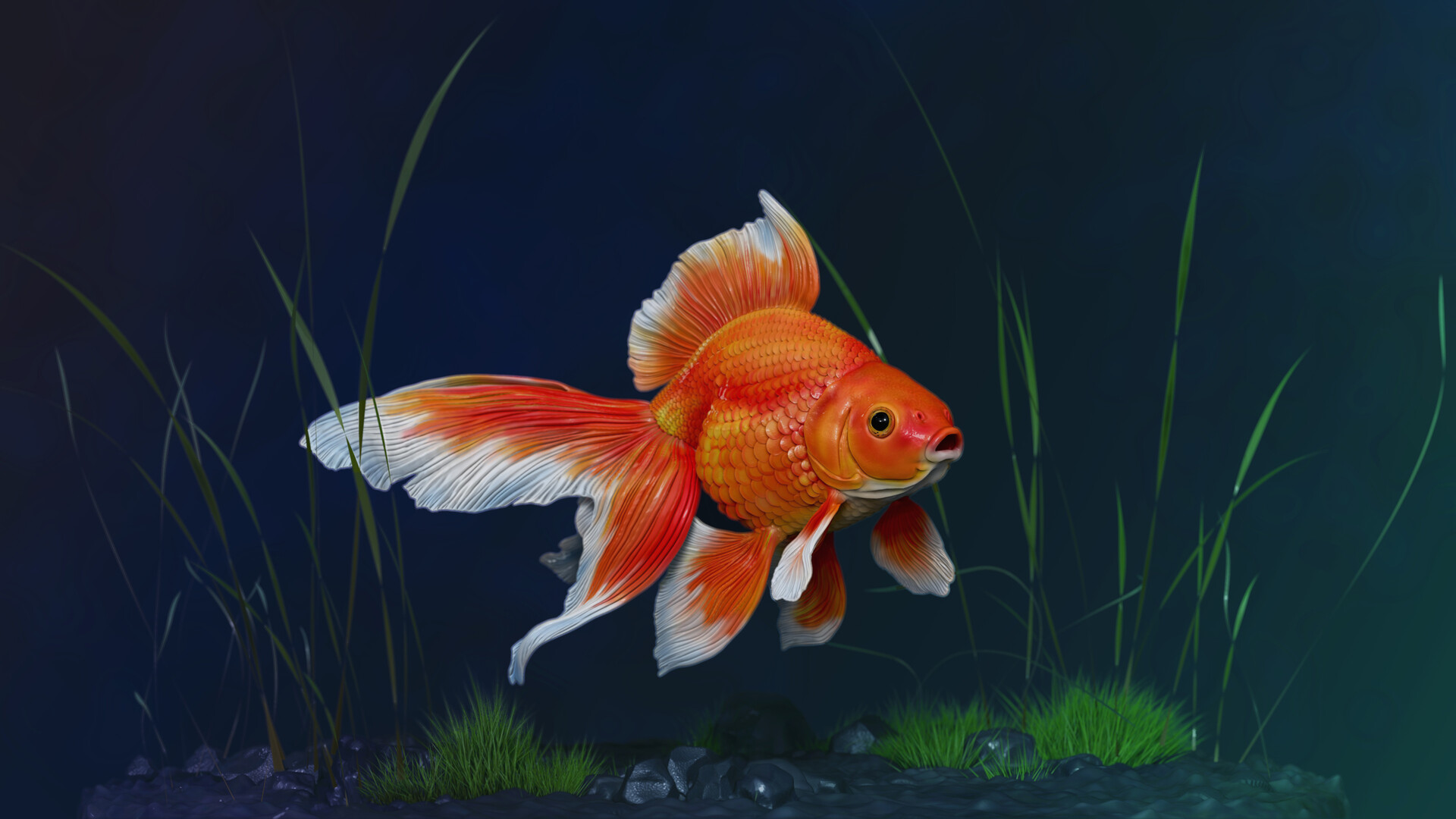 Blue Fantail Goldfish