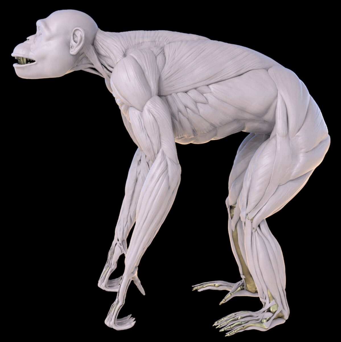 Chimpanzee Muscle Structure