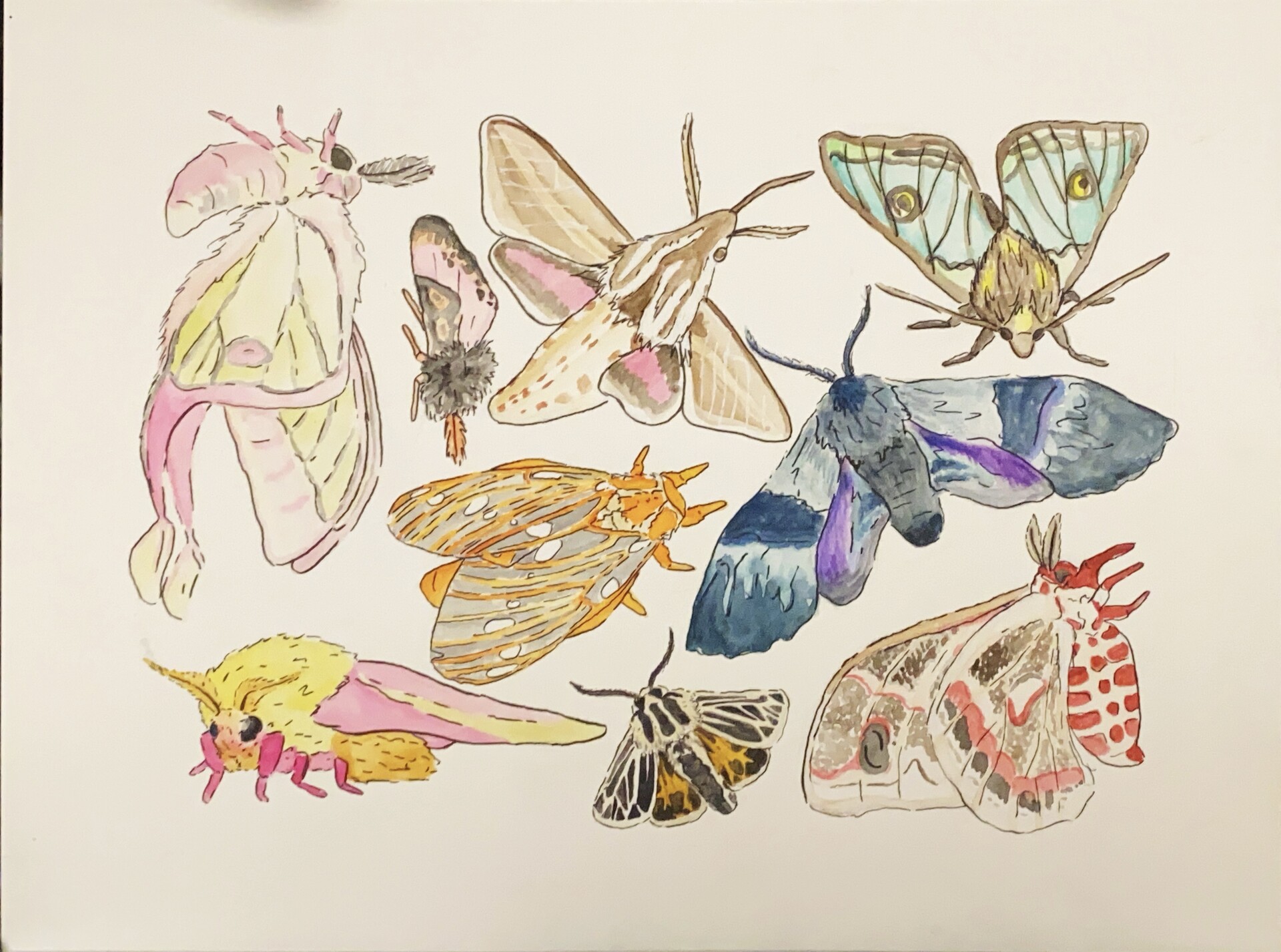 ArtStation - A Collection of Moths