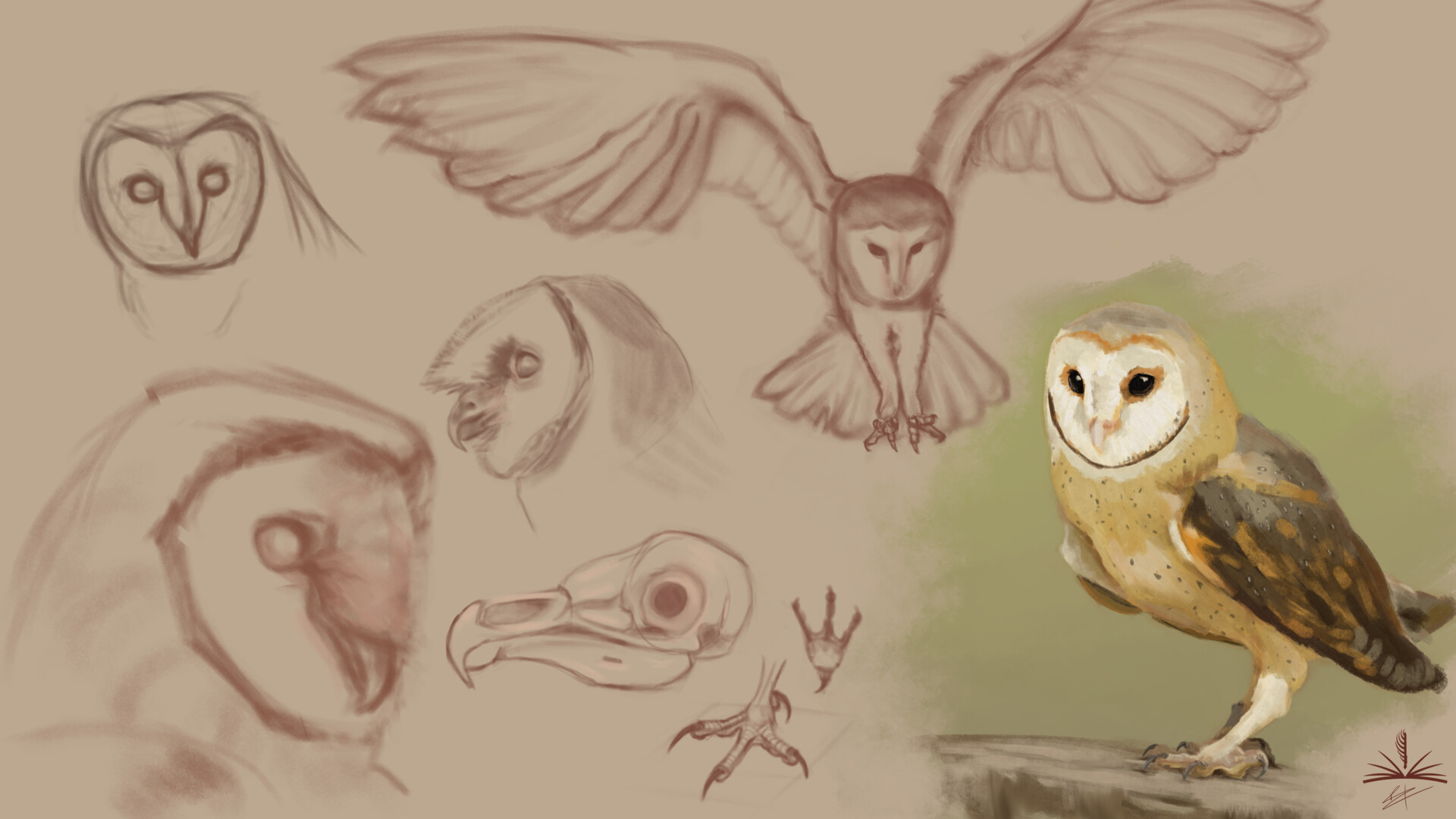 ArtStation - Barn Owl - Studies