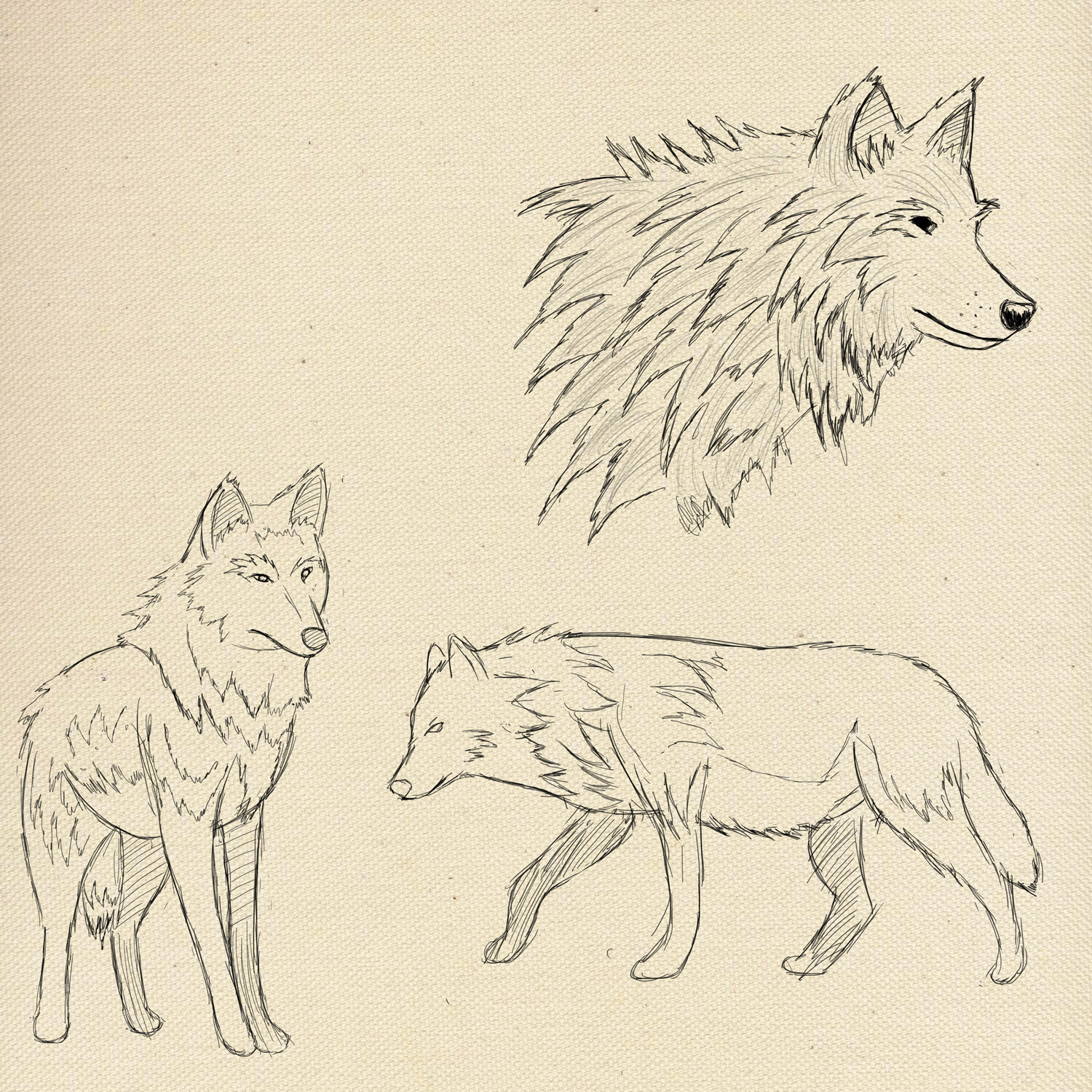 ArtStation - Wolf Sketches