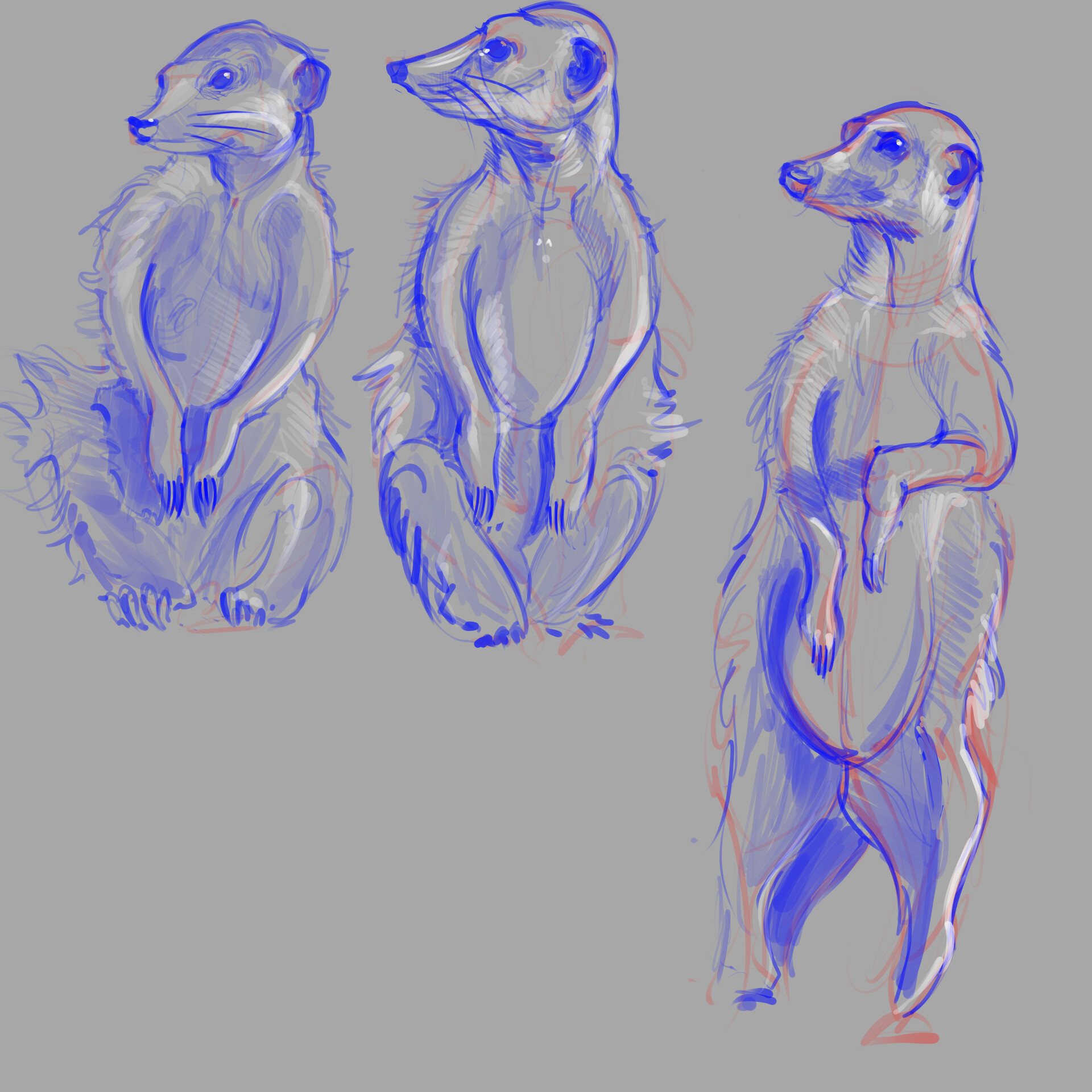 Althmash - Animal drawing studies