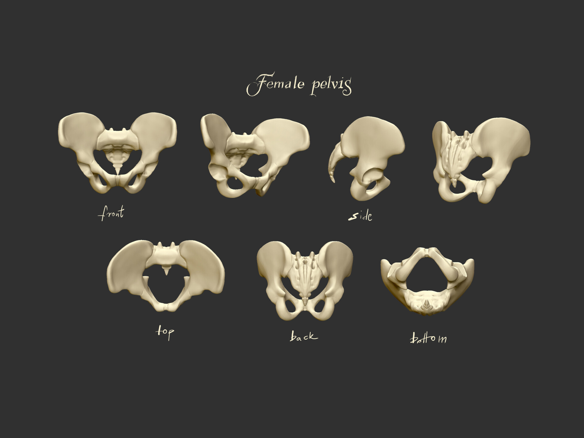 ArtStation - Anatomy studies Szugyi_2020-15 / Female pelvis