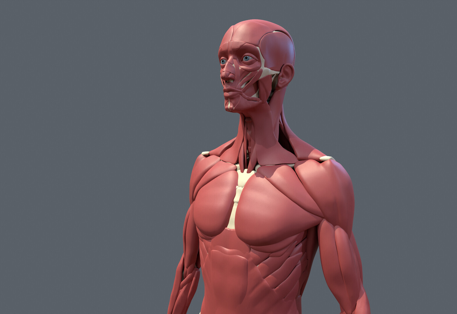 Bo Vogelzang - Écorché | Anatomy Study